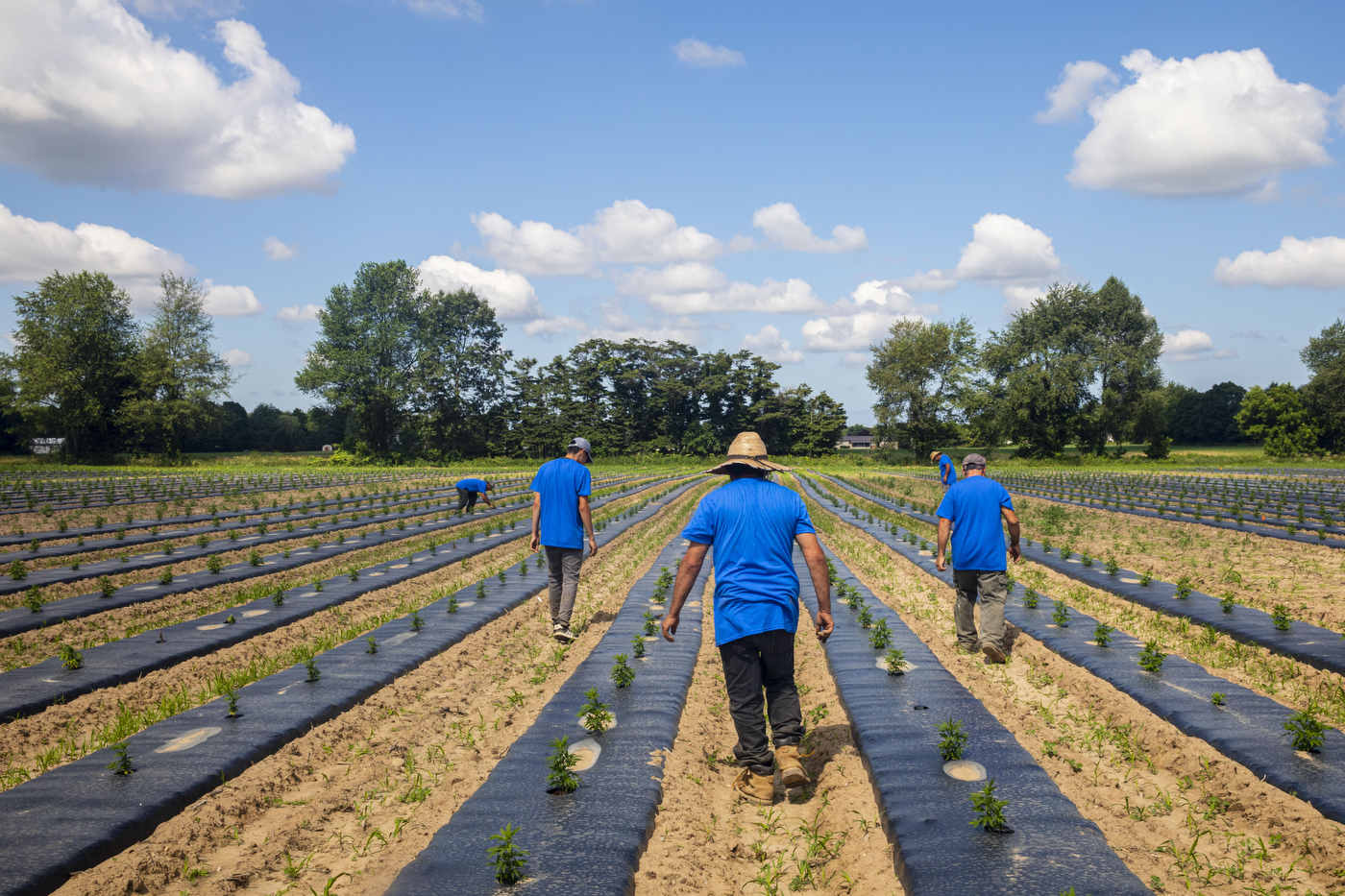 Paw Paw Hemp Company - mlive.com