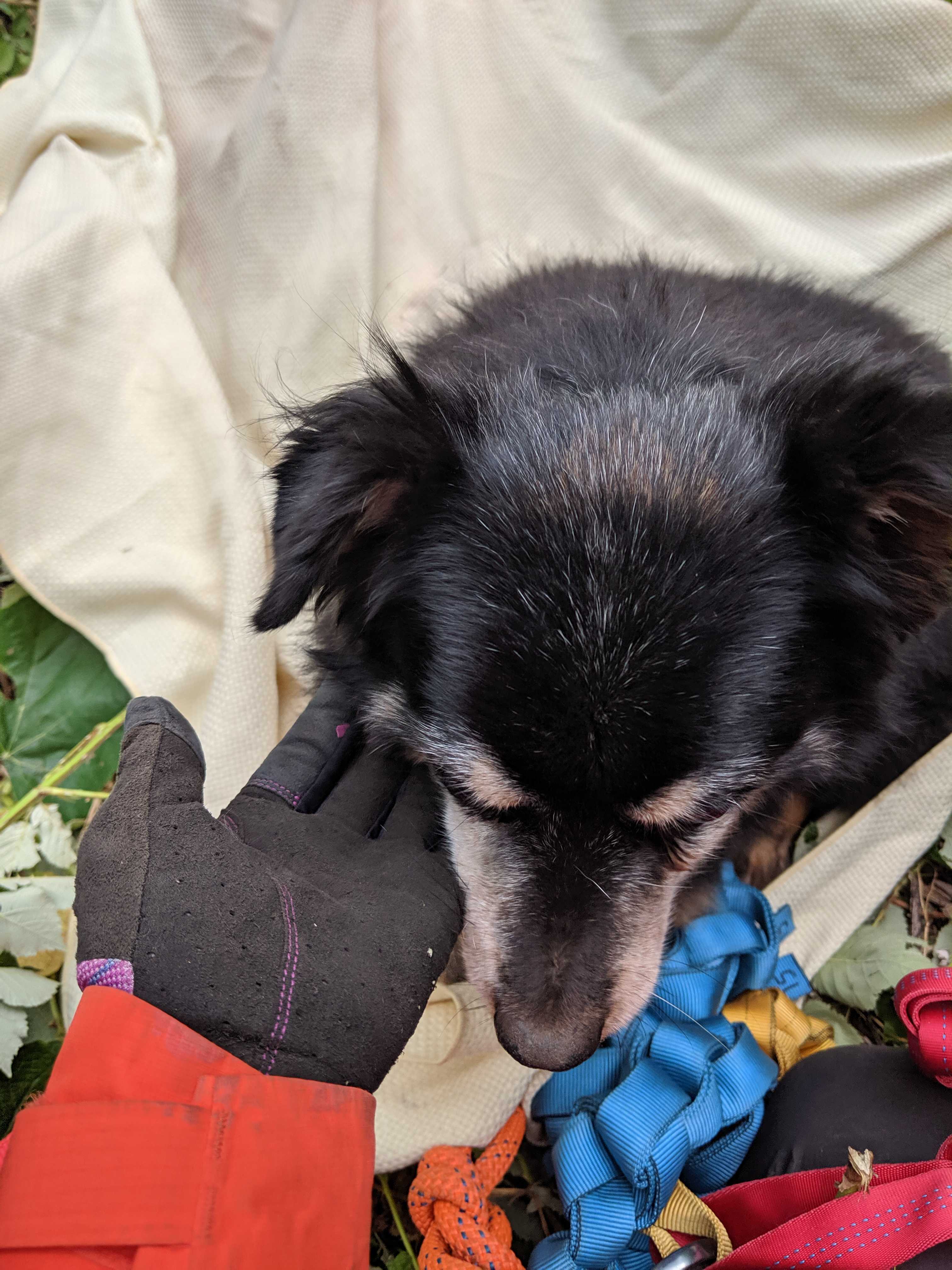 Stranded dog saved from Canby hillside - oregonlive.com