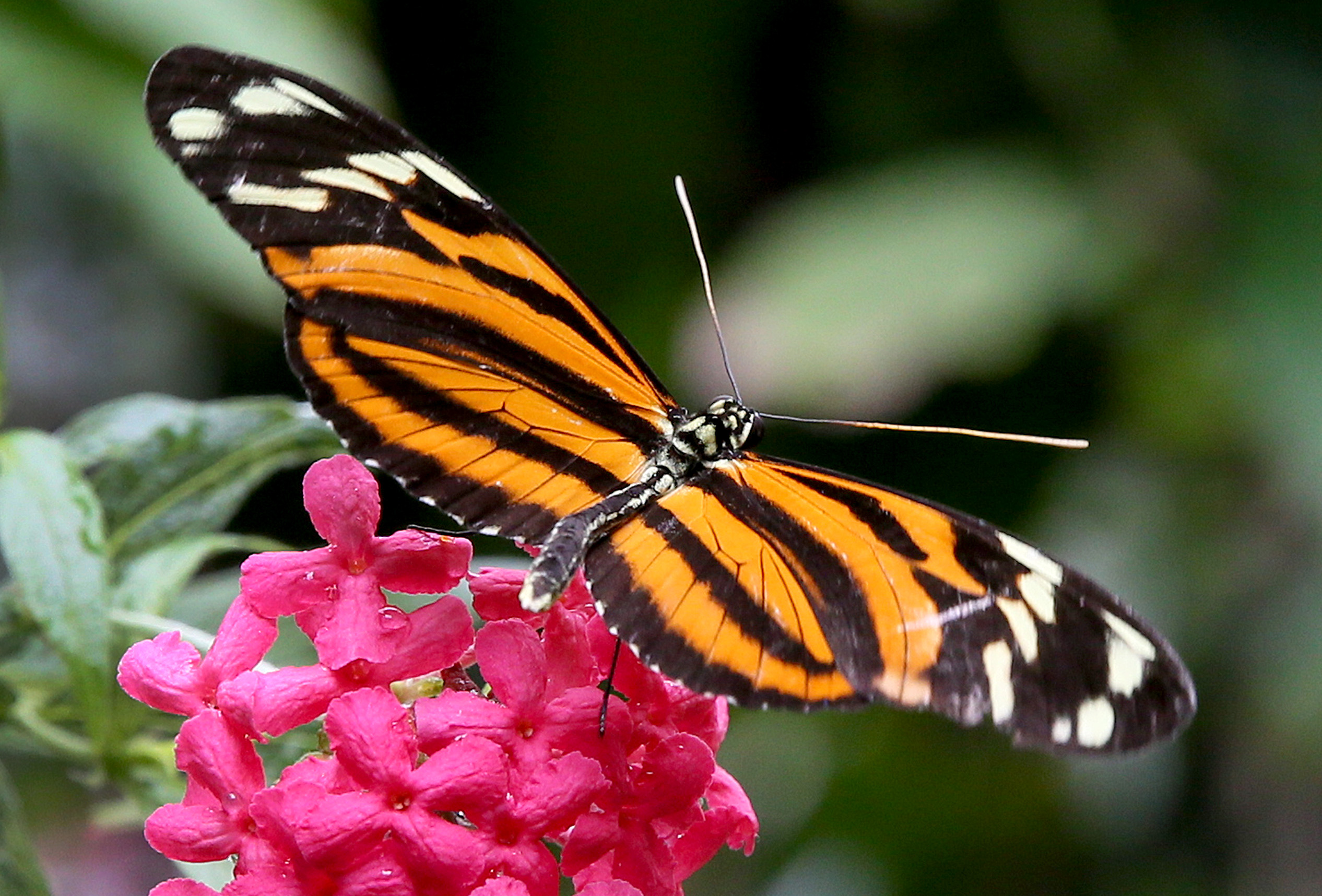 Amazing Butterflies - Cleveland Botanical Gardens - cleveland.com