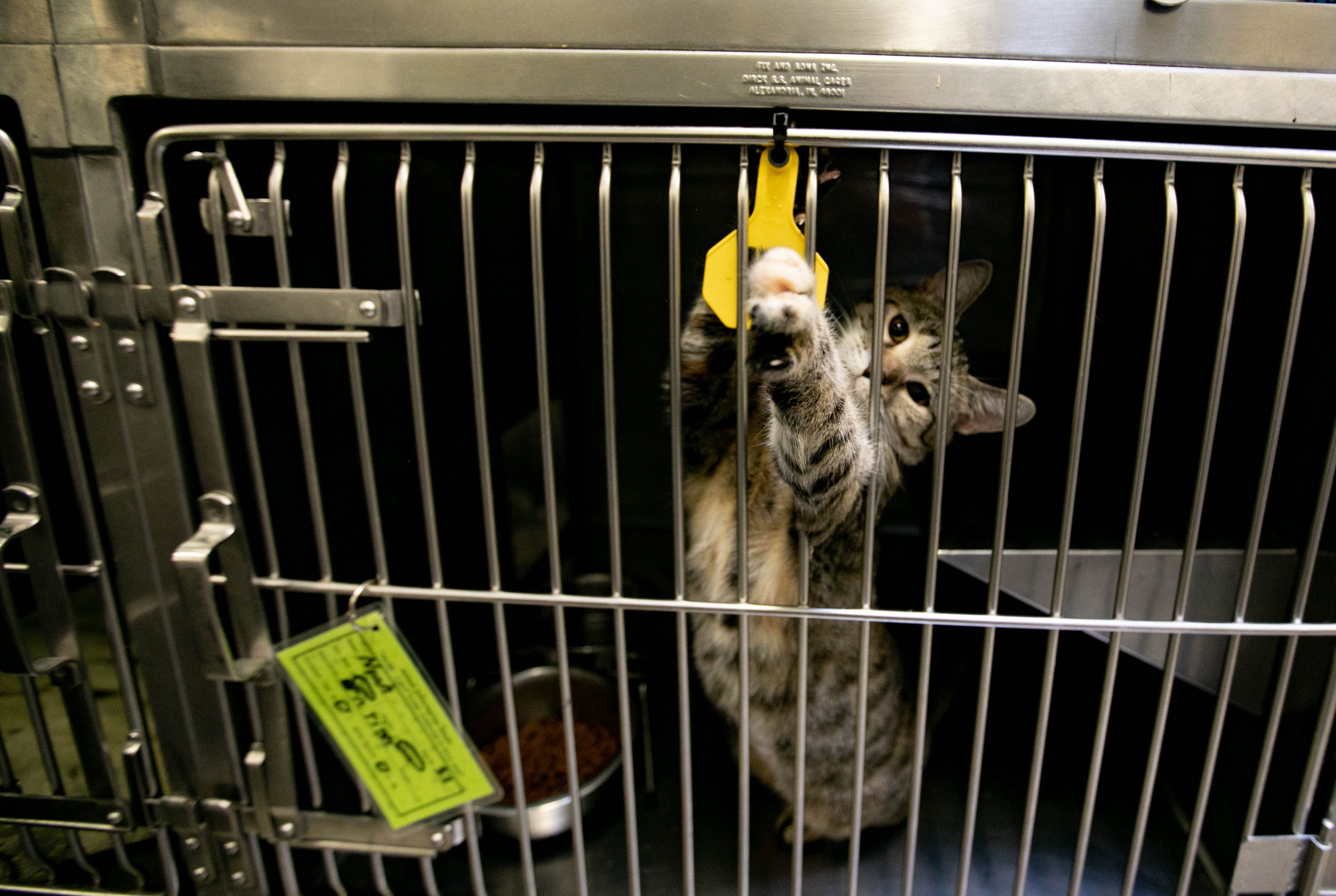 These furry friends at Bay County Animal Control need homes - mlive.com