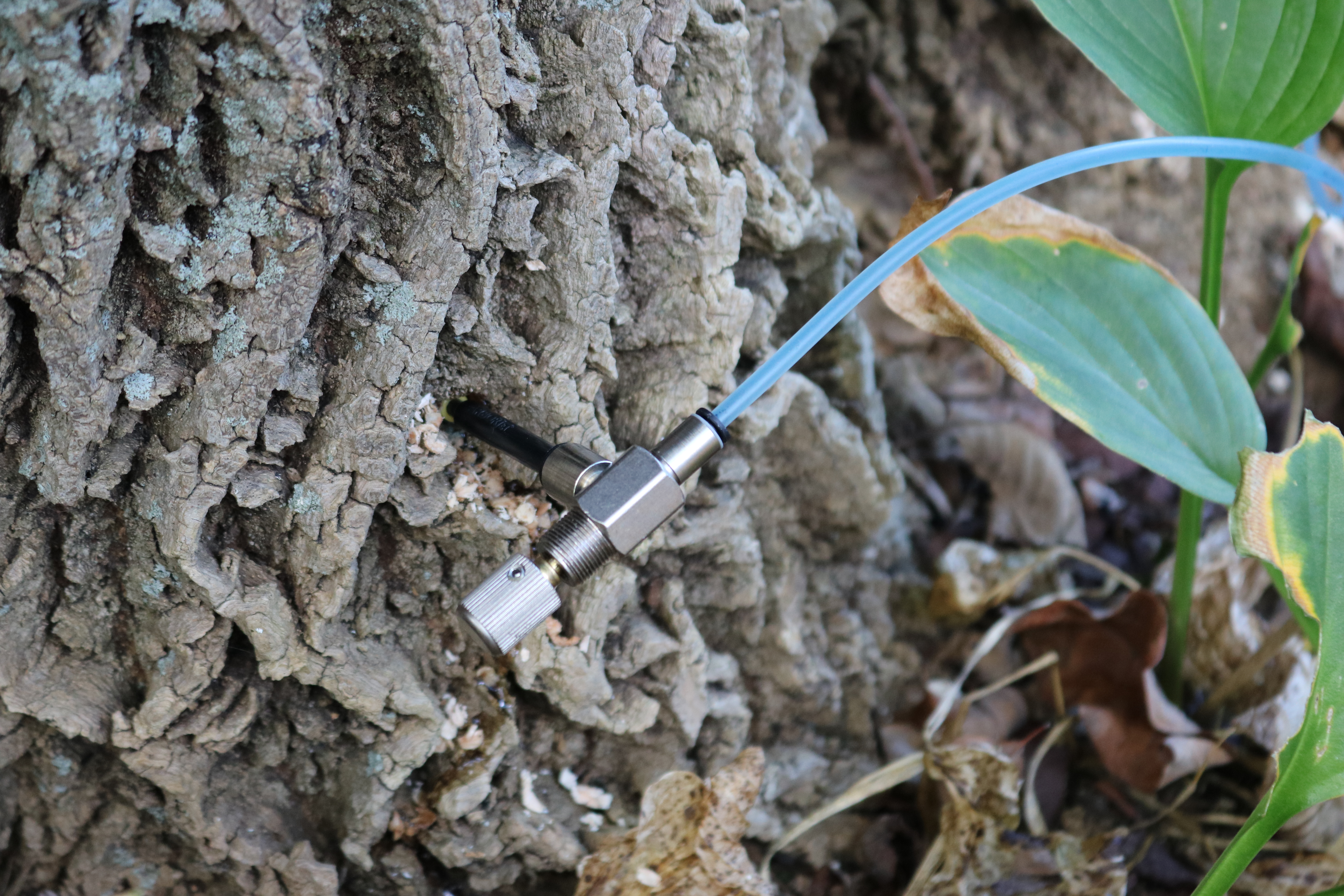 Staten Island ash trees affected by Emerald Ash Borers - silive.com