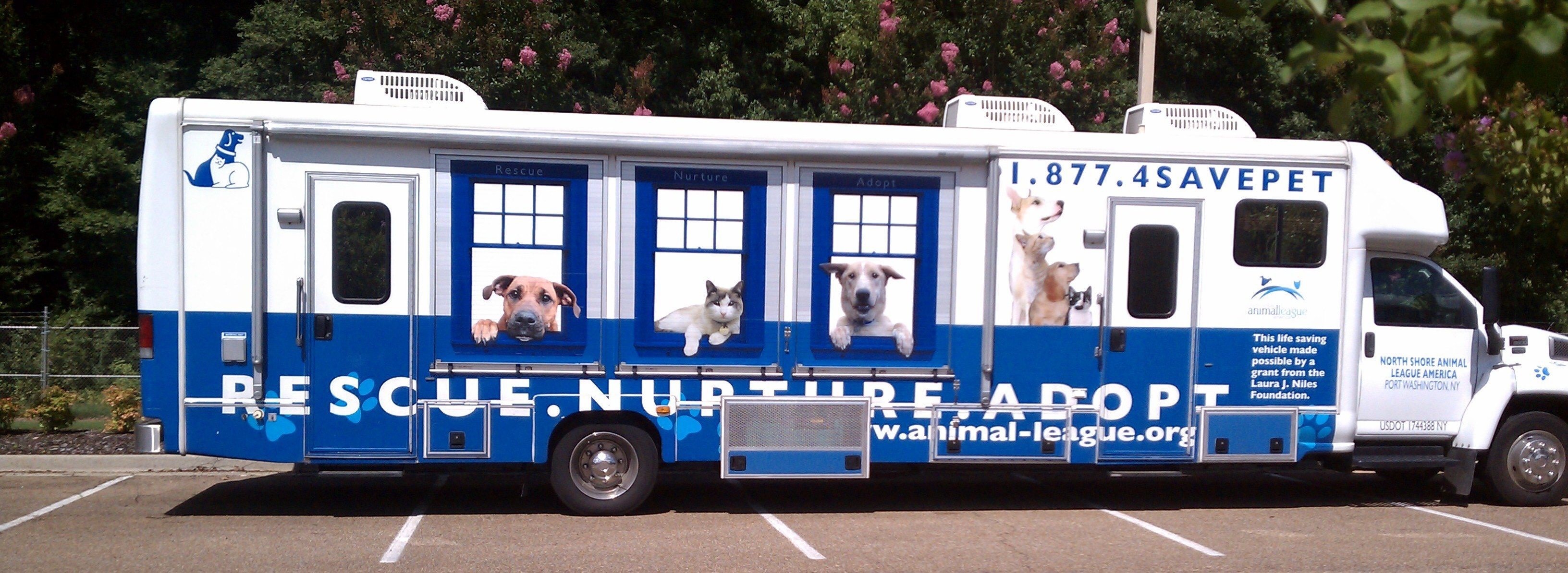 12 super cute rescue pets you can adopt this weekend on Staten Island ...