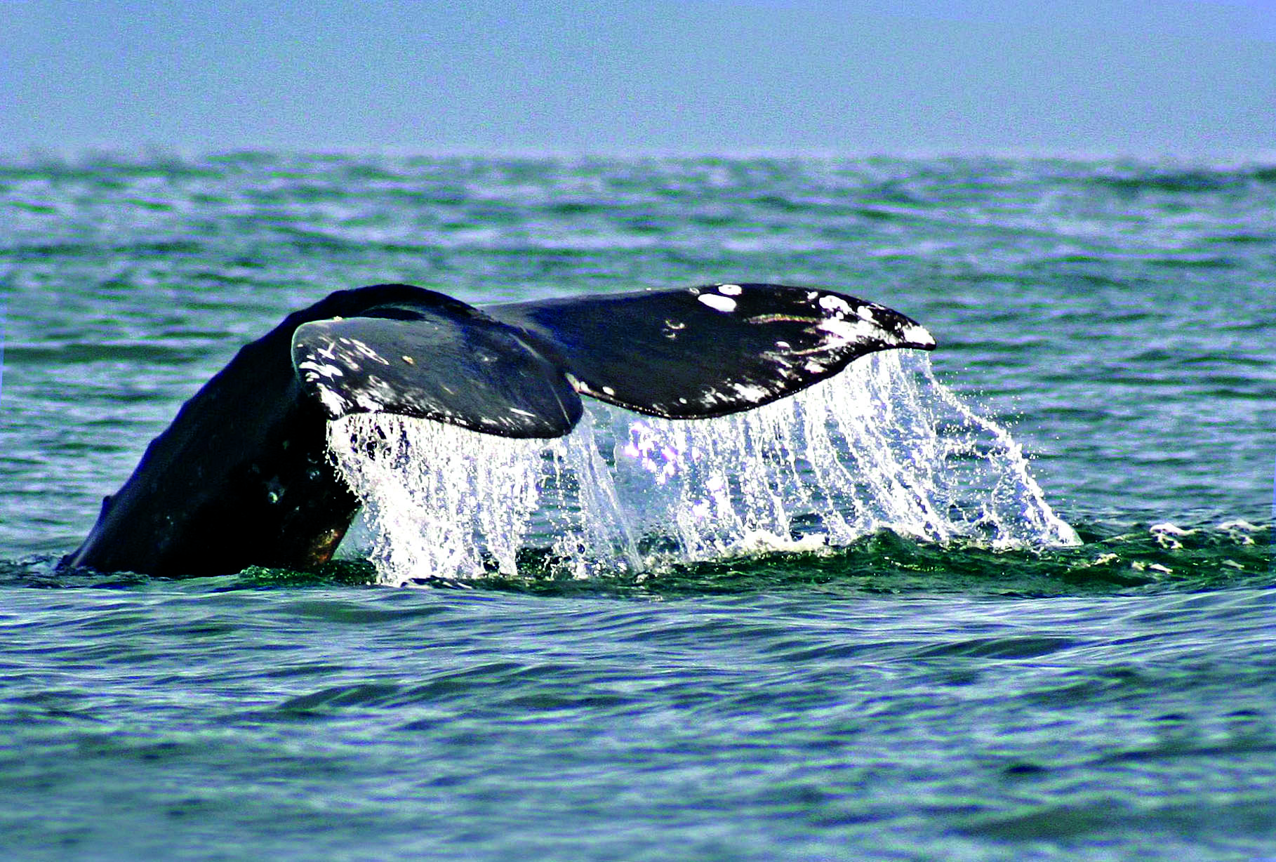 Whale watching on the Oregon coast - oregonlive.com