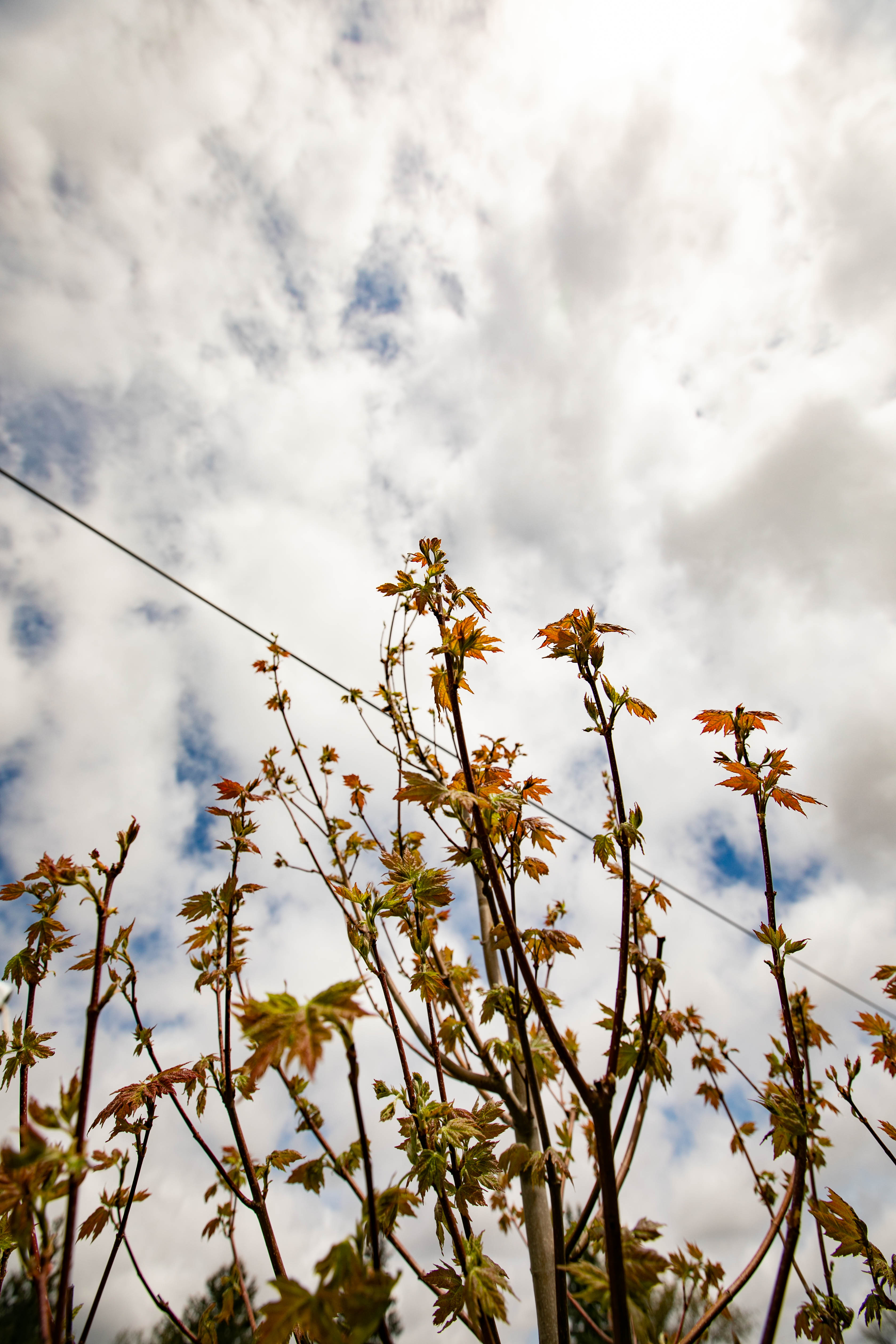 DuPont establishes their presence in Michigan with a tree-planting ...