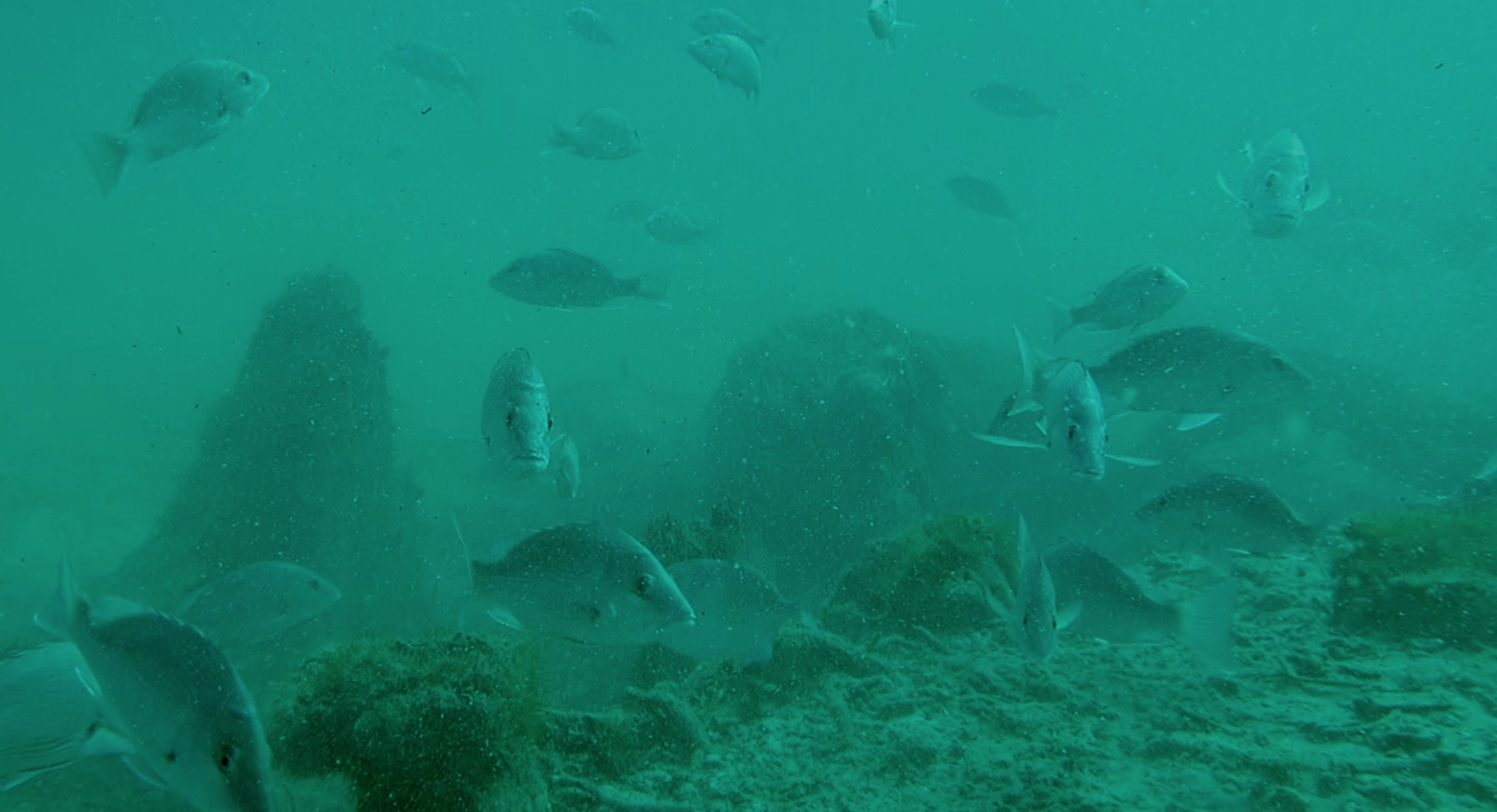 The Underwater Forest - al.com