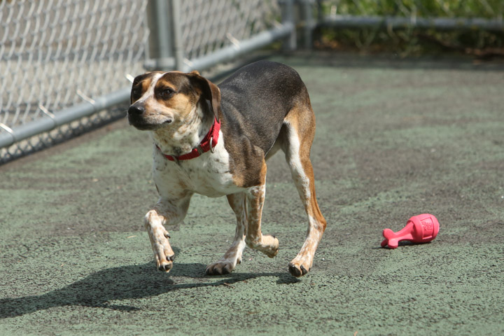 Hurricane Dorian Animals at Liberty Humane Society - nj.com
