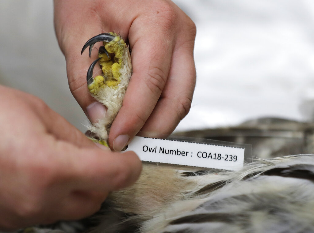 Owl killings spur moral questions about human intervention - oregonlive.com