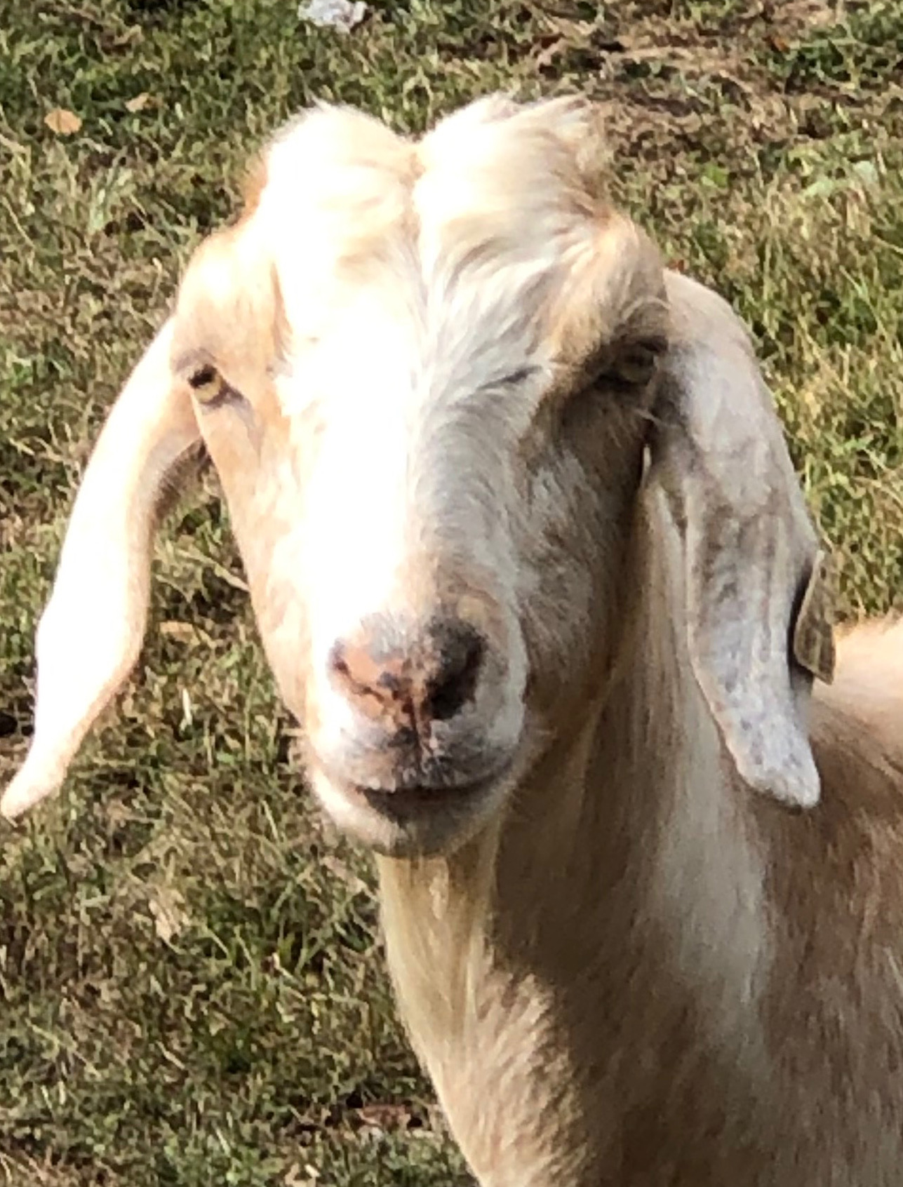 Homeless goats at Animal Rescue - pennlive.com
