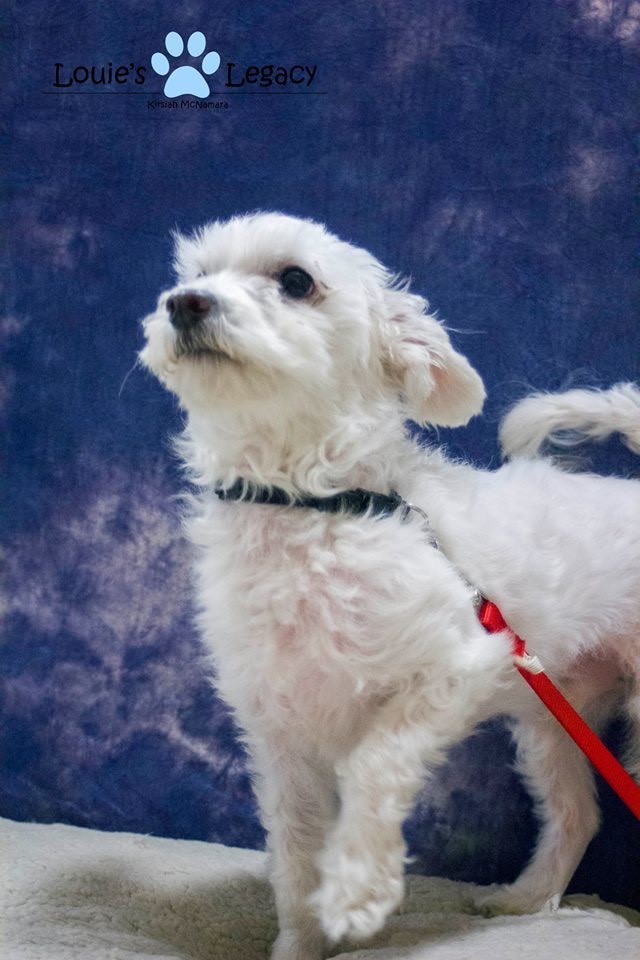 13 huggable pets you can adopt this weekend on Staten Island: Nov. 10 ...