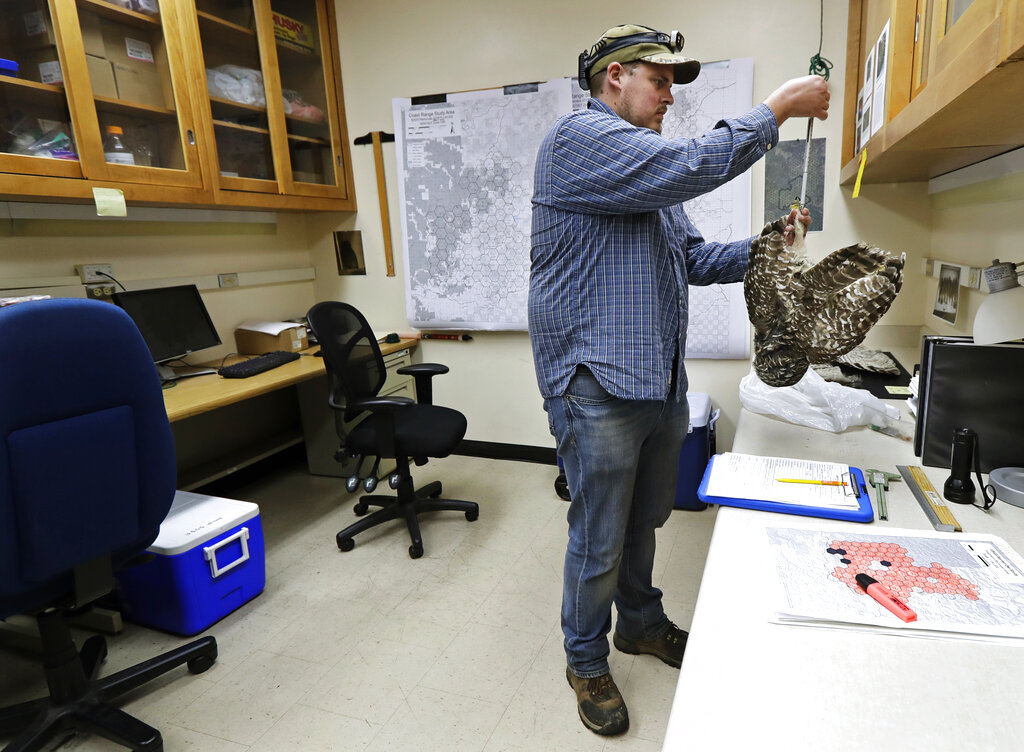 Owl killings spur moral questions about human intervention - oregonlive.com