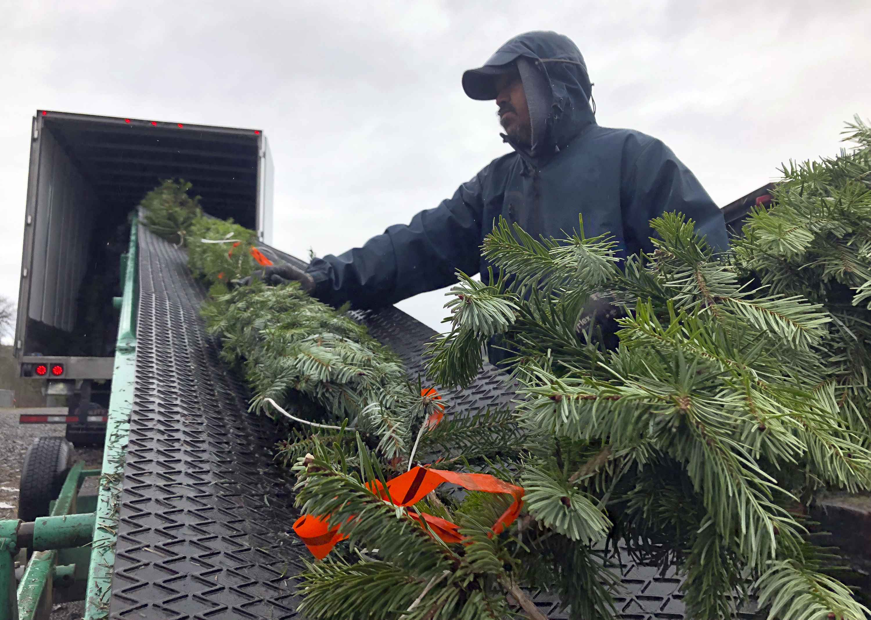 Christmas tree farmers - oregonlive.com