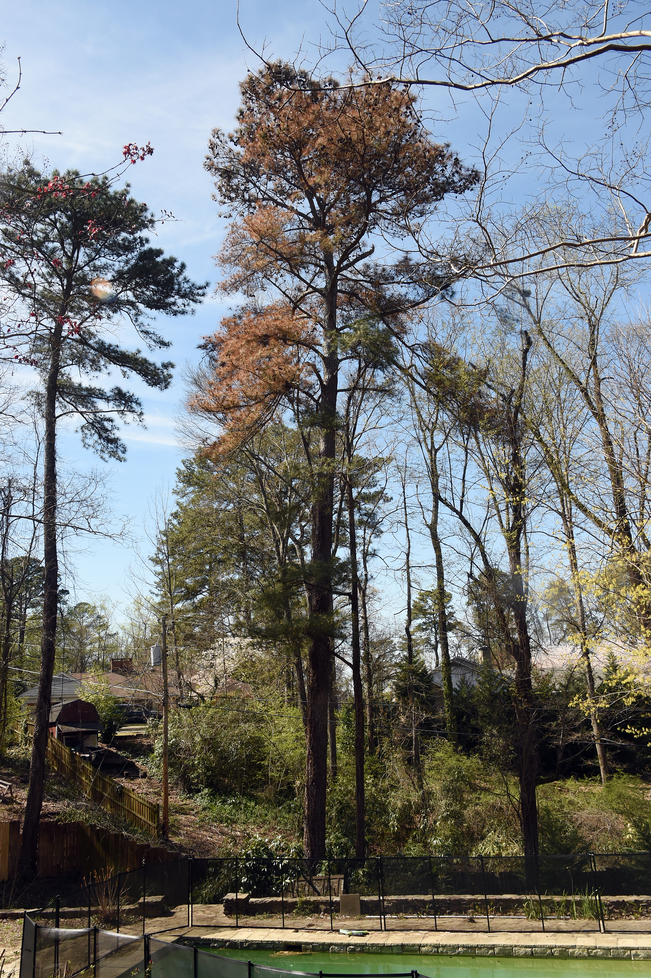 Trees appear to be dying near Shades Mountain Filter Plant - al.com