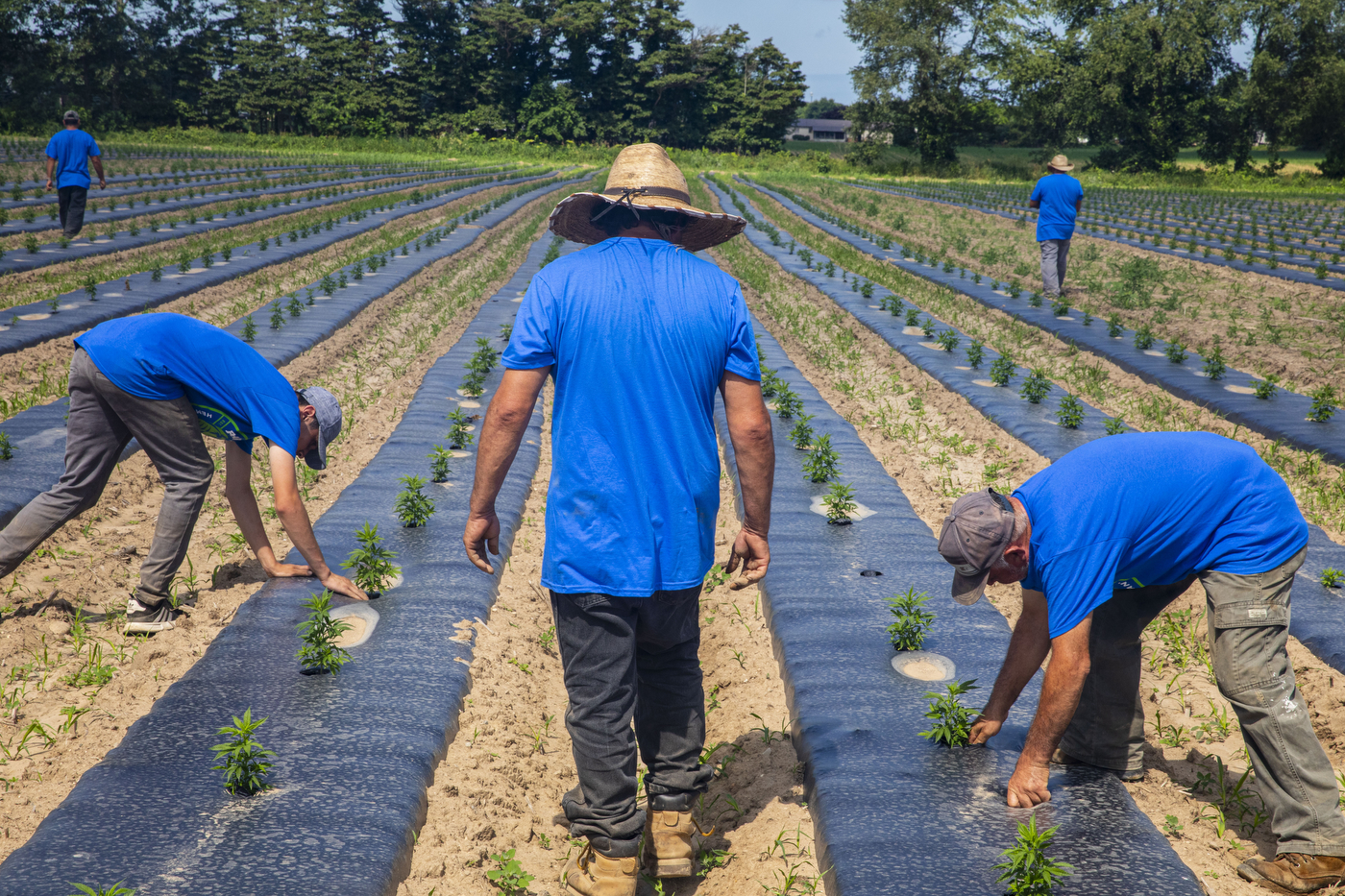 Paw Paw Hemp Company - mlive.com