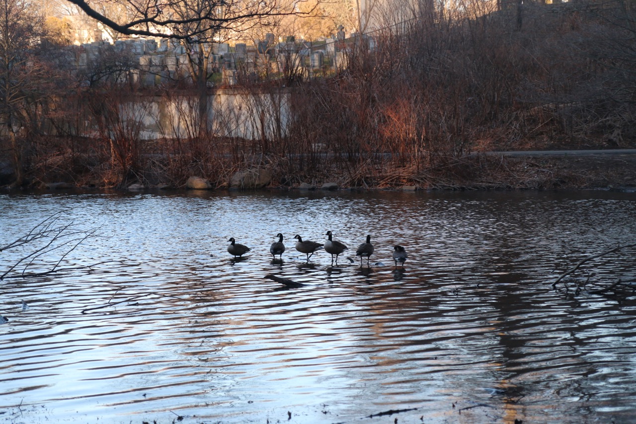 Staten Islanders visit local parks to enjoy spring-like weather ...