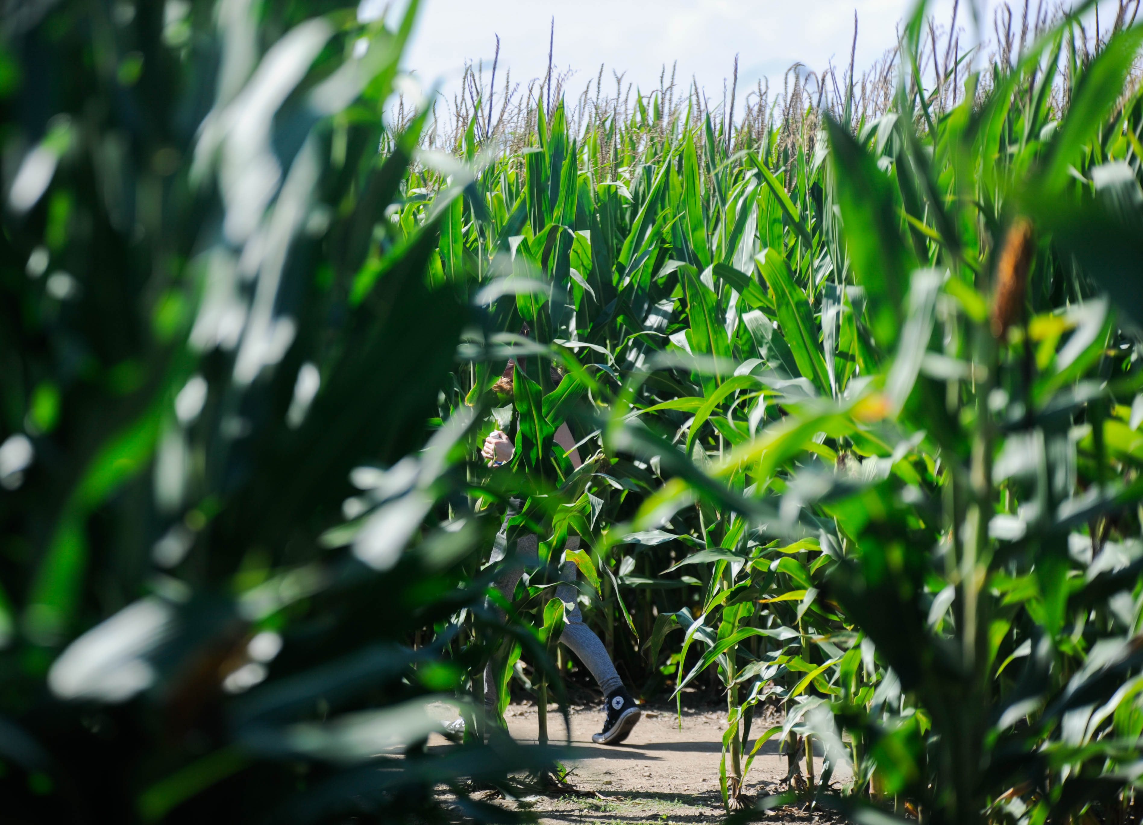 Family fun at DeBuck's Corn Maze and Pumpkin Patch - mlive.com