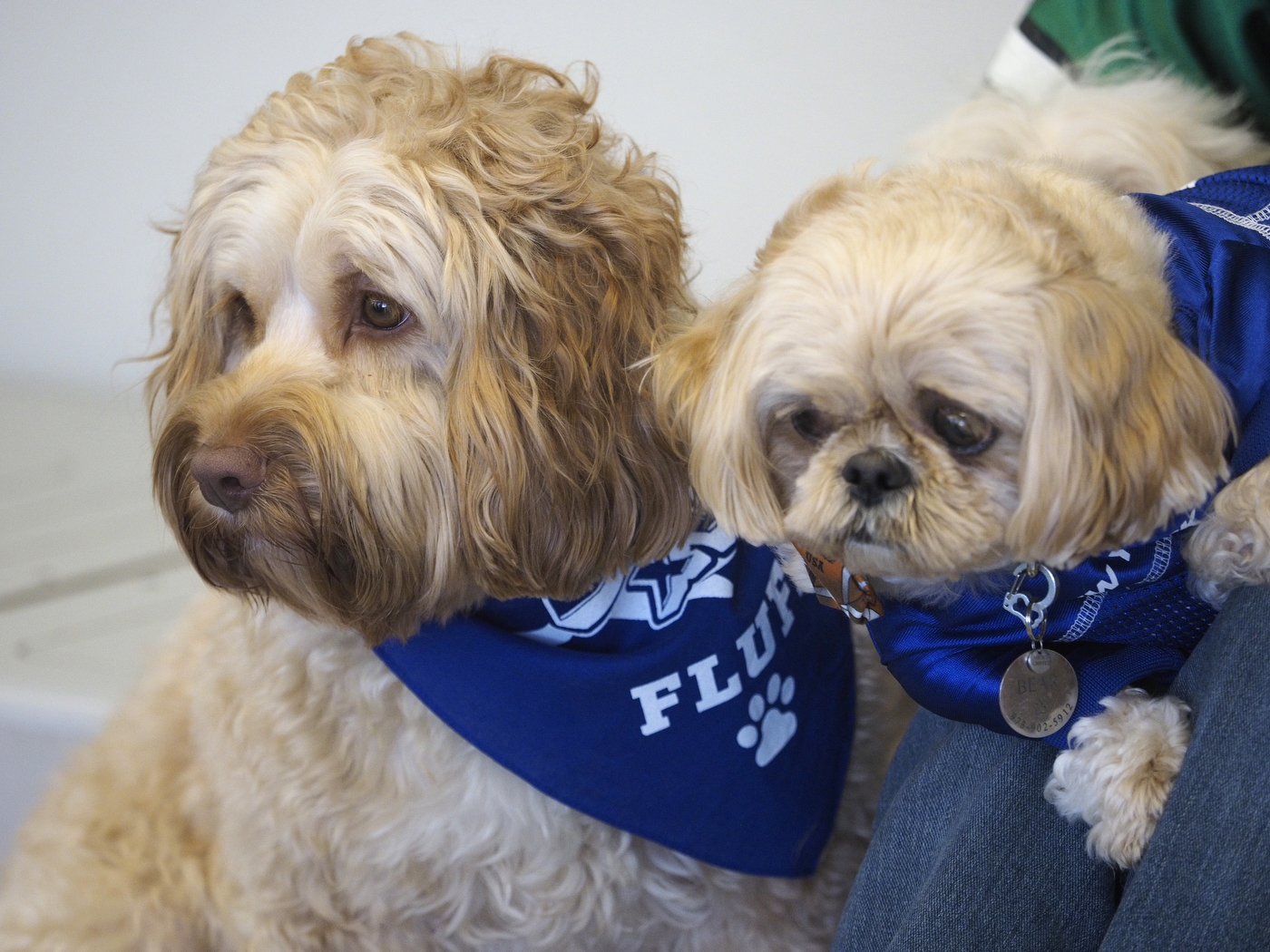 Game on! Best Friends 'Puppy Bowl' Team Ruff vs. Team Fluff hopes to ...