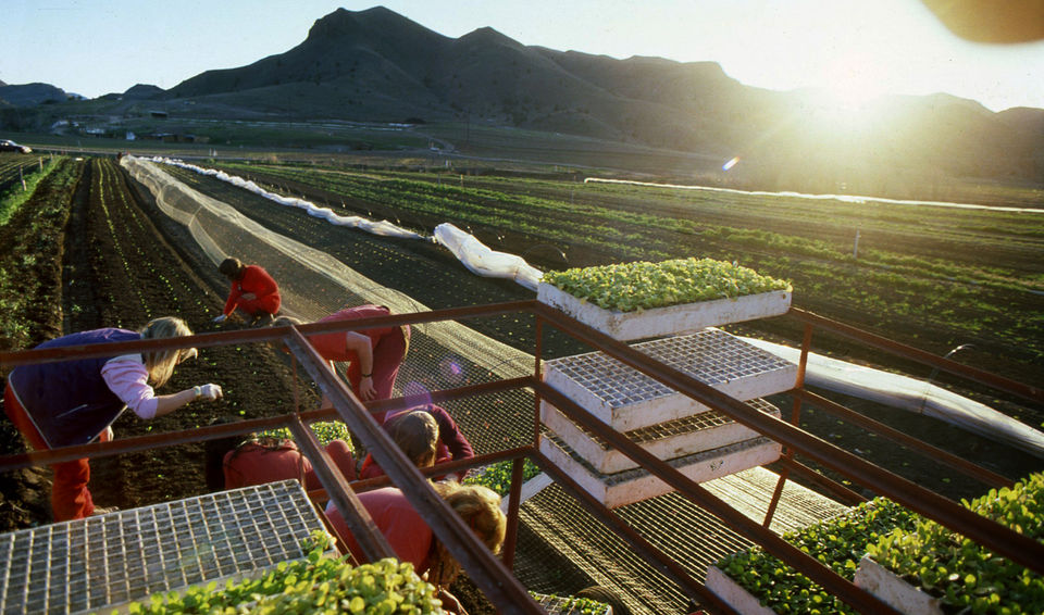 The Rajneeshees in Oregon: Photos through the years - oregonlive.com