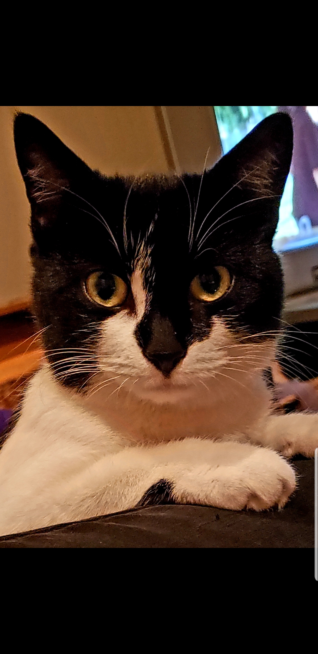 14 super cute rescue pets to adopt this weekend on Staten Island: March ...