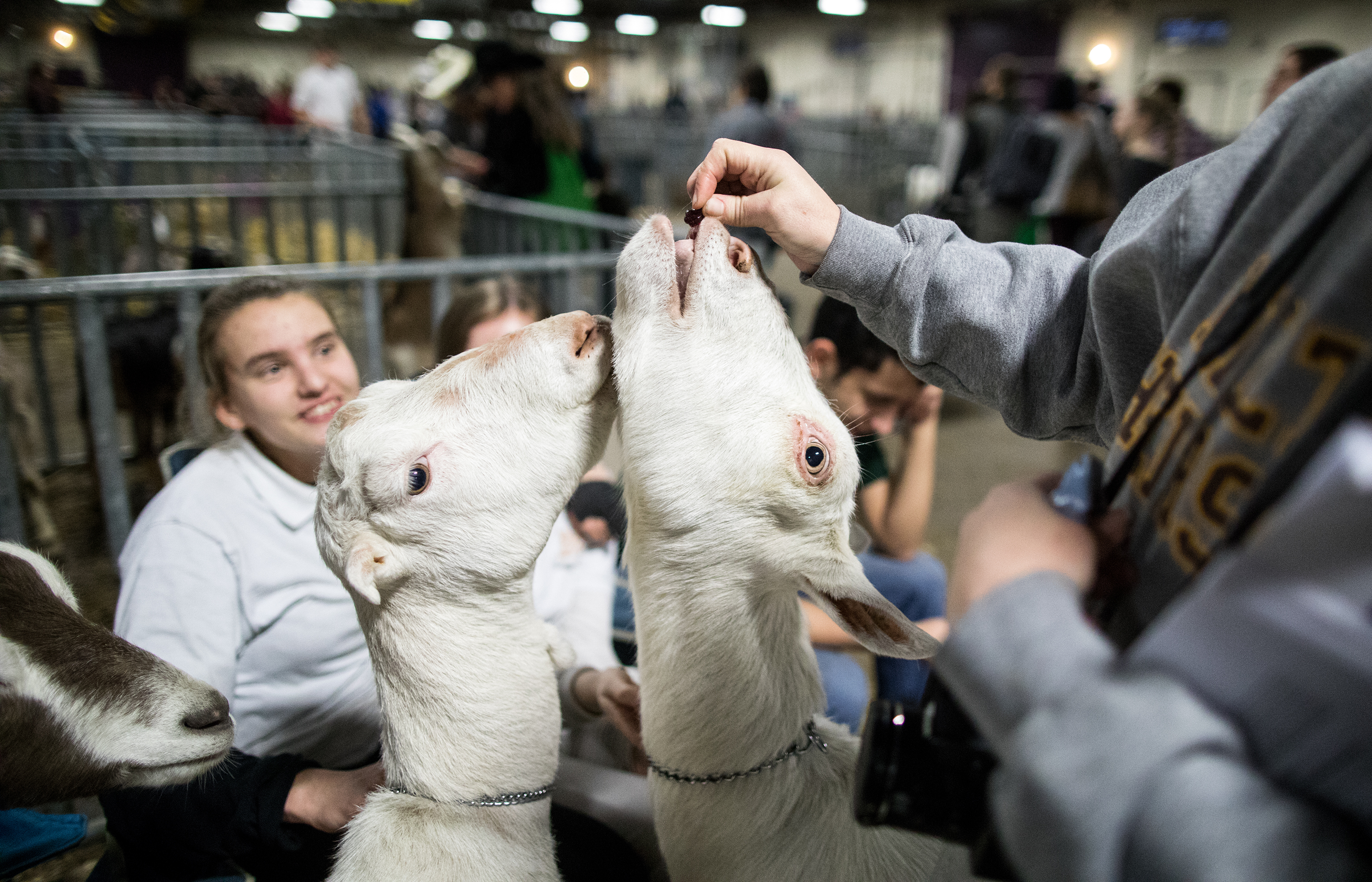 Pa. State Farm Show: Best photos from 2018 - pennlive.com