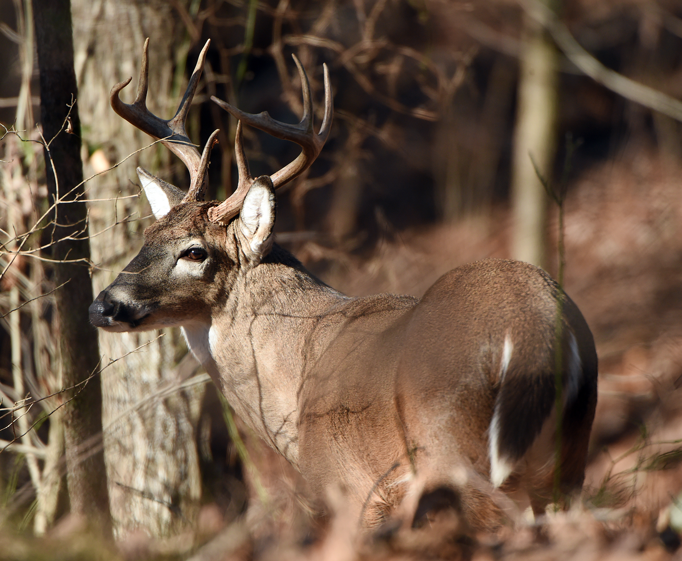 Bucks, does and fawn photographed in Alabama - al.com