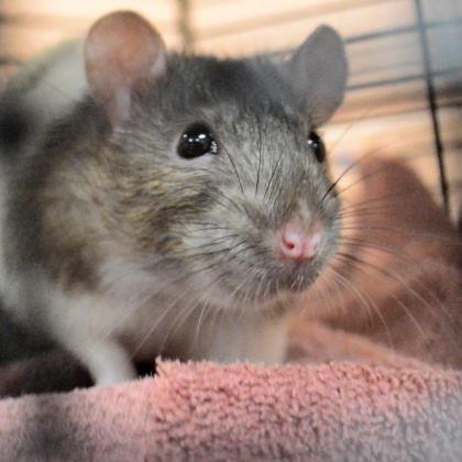 Pet Project 2019: Animals available for adoption in Massachusetts March ...