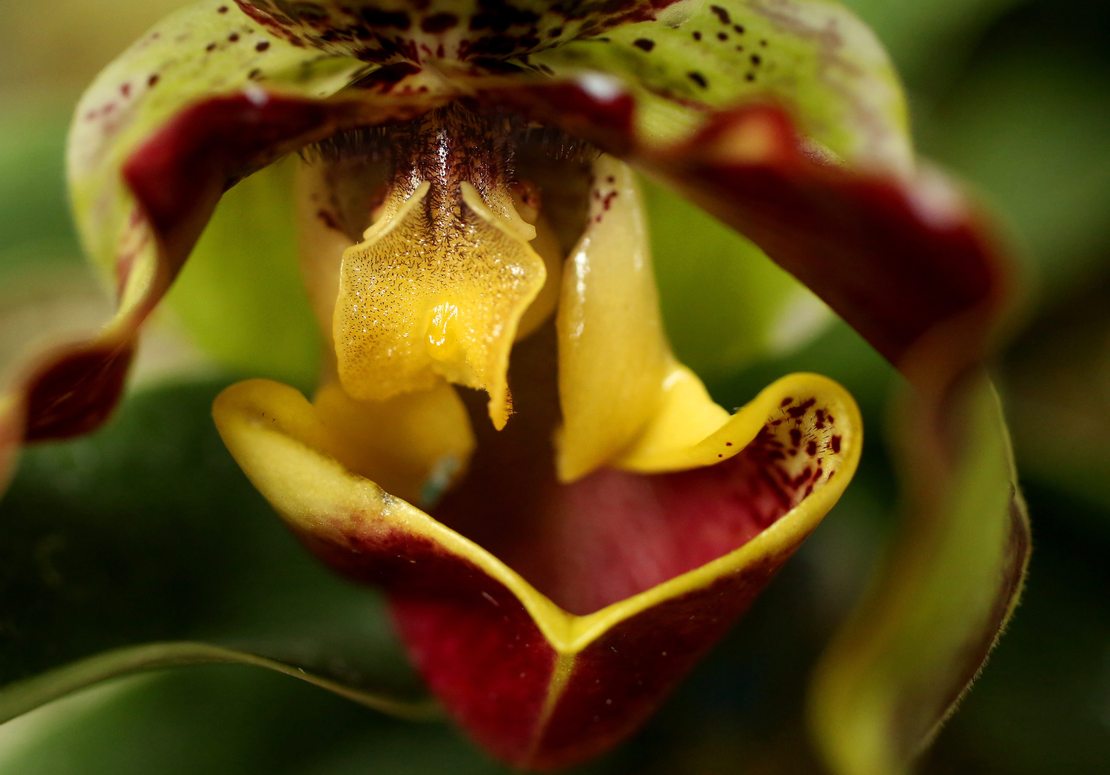 Orchid Mania: Vibrant Vietnam - cleveland.com