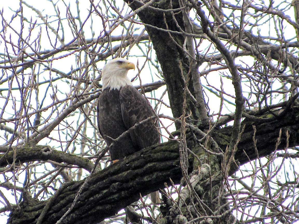 Bald eagles gathering in Cleveland's Industrial Valley - cleveland.com