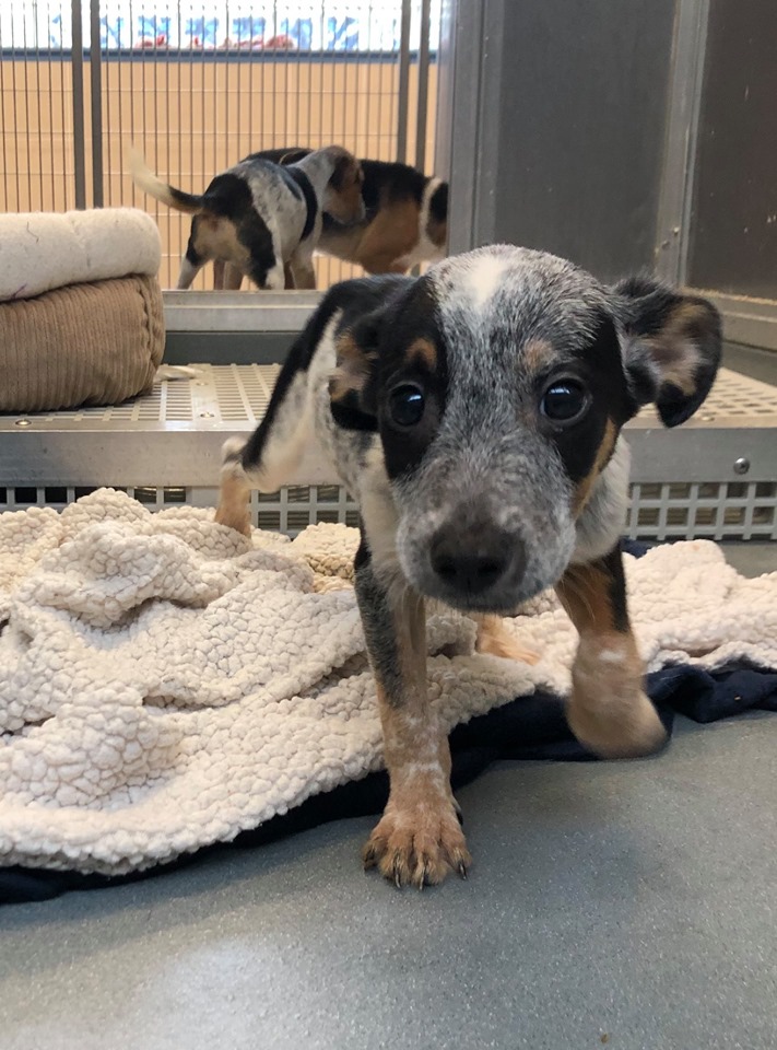 Dogs rescued in Lancaster County - pennlive.com