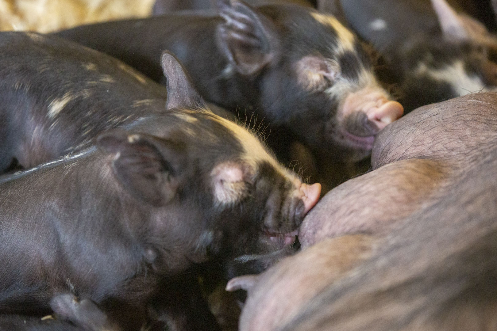 2019 New York State Fair Day 1 - syracuse.com