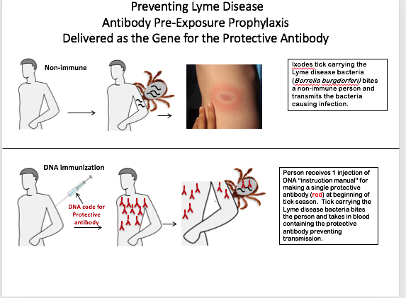 Preventing Lyme disease - cleveland.com