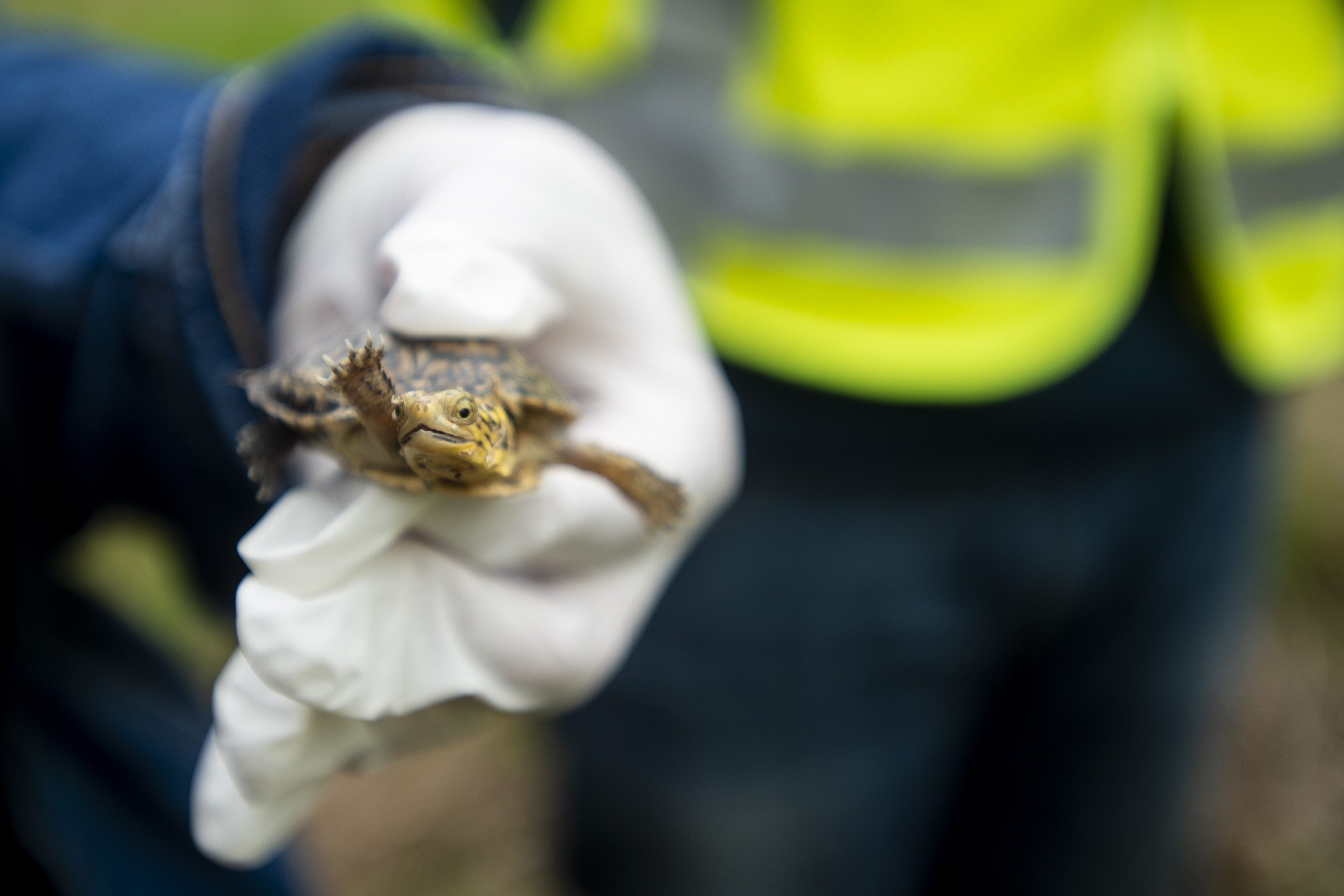 Rare Blanding's Turtles released into wetland by Consumers Energy ...