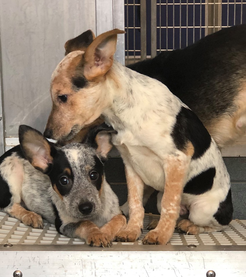 Dogs rescued in Lancaster County - pennlive.com