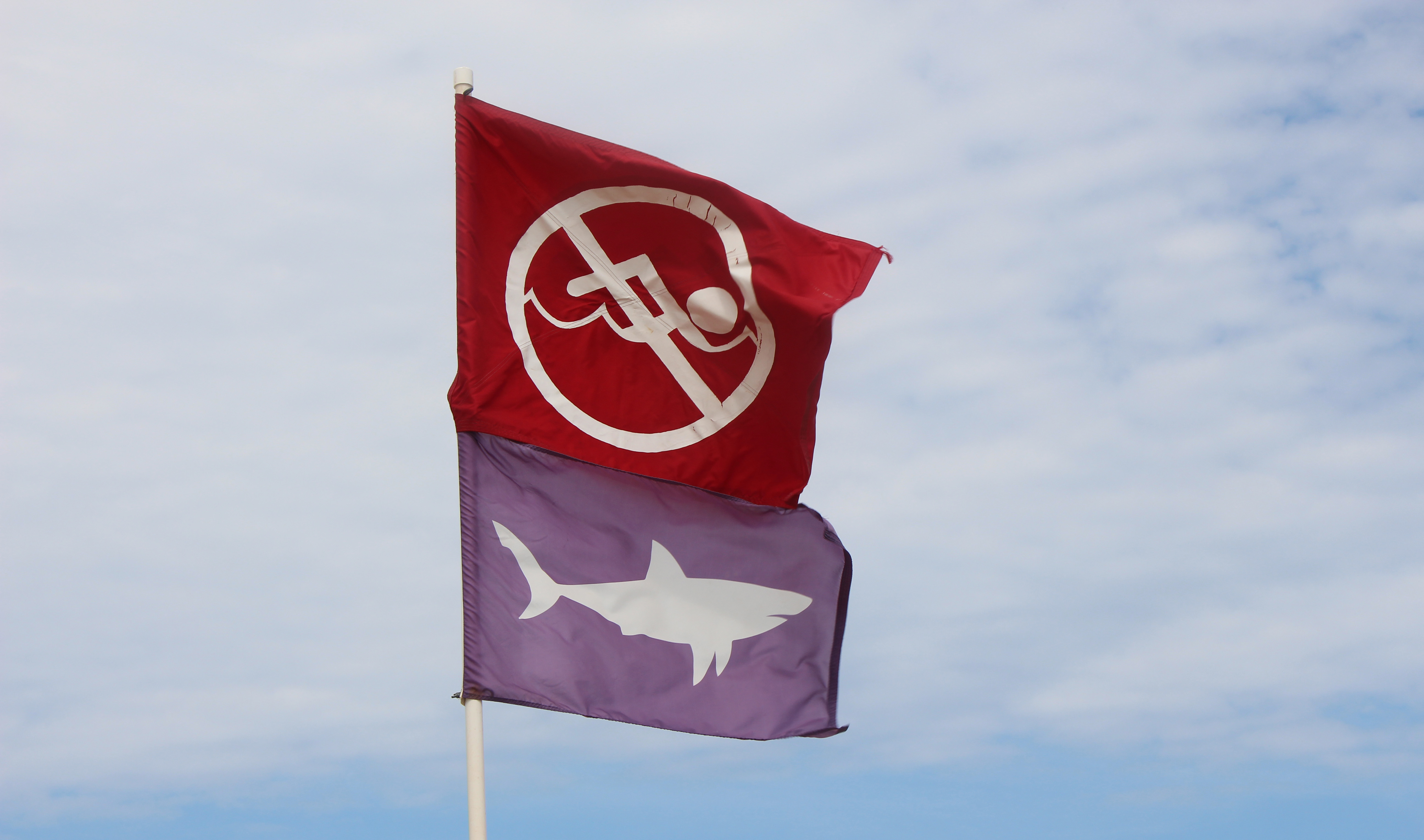 Shark activity in Cape Cod - masslive.com