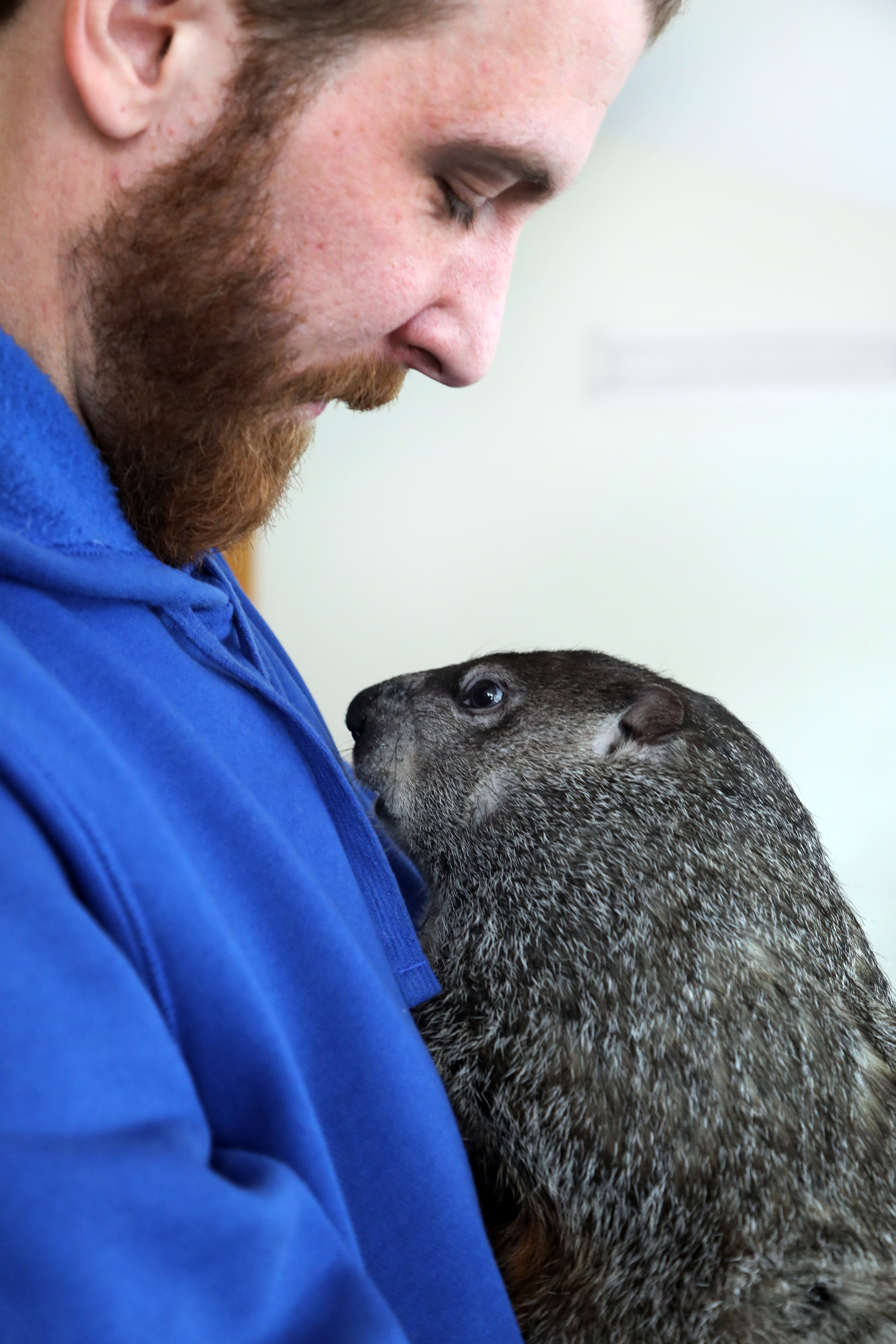 Thistle the Whistle Pig is Groundhog Fun Day star at CMNH - cleveland.com