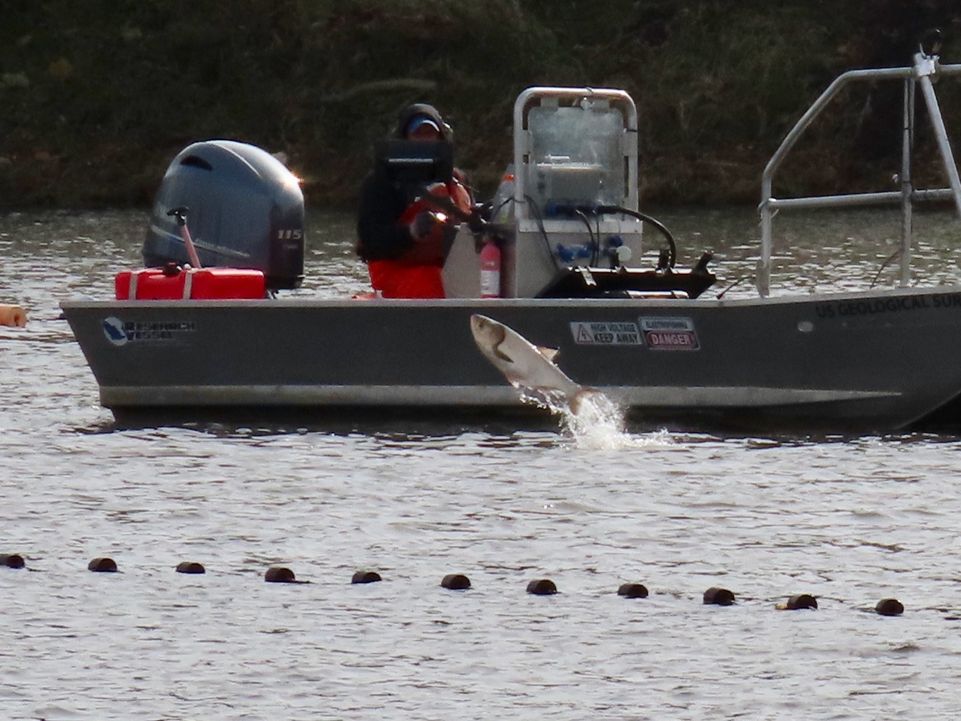 Asian carp control in Illinois - mlive.com