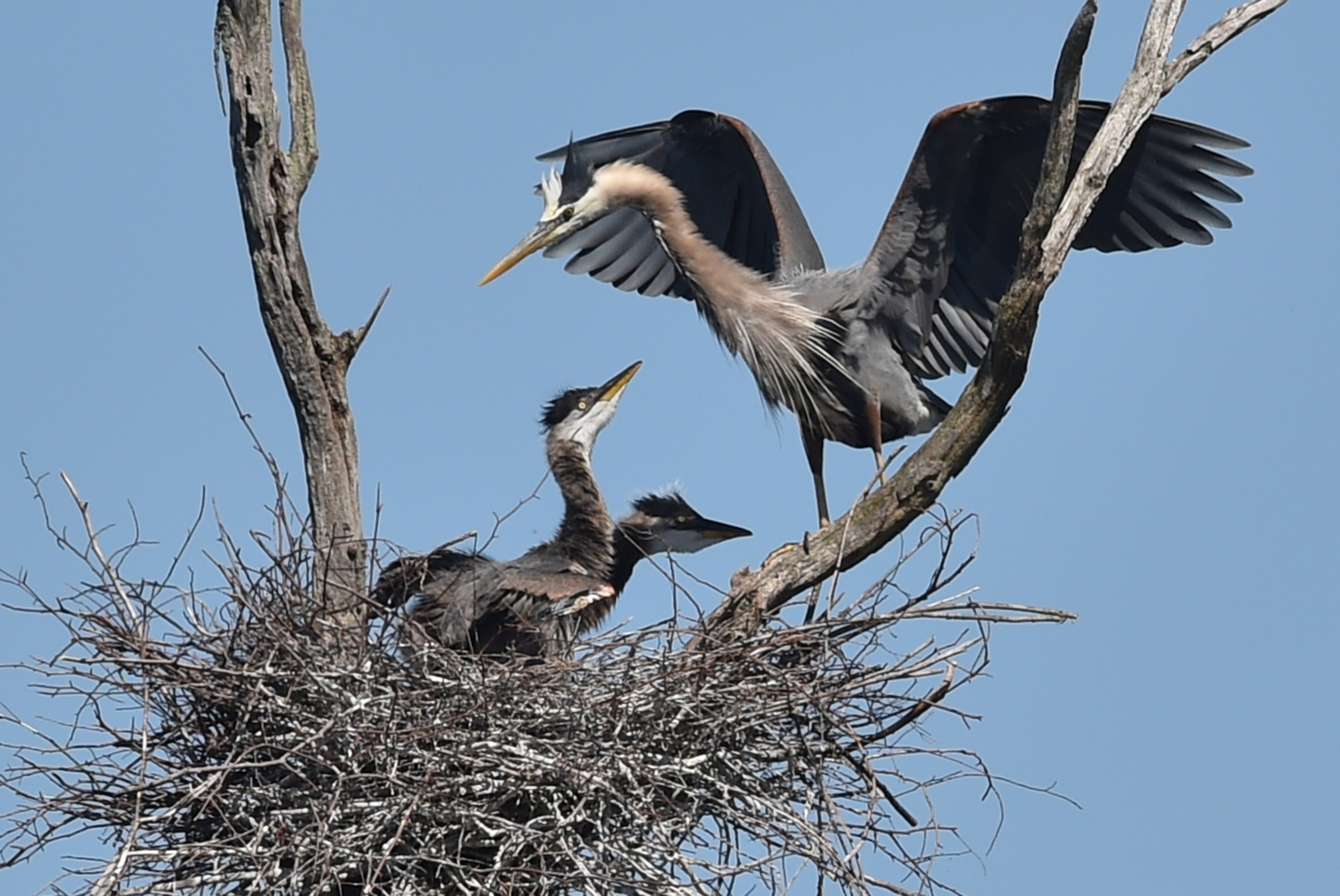 The Great Blue Heron rookery at Sterling Nature Center - syracuse.com