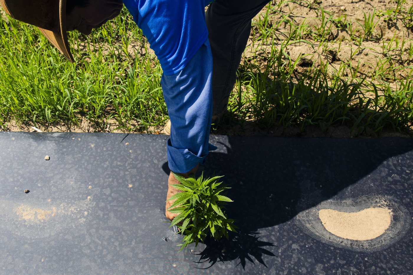 Paw Paw Hemp Company - mlive.com