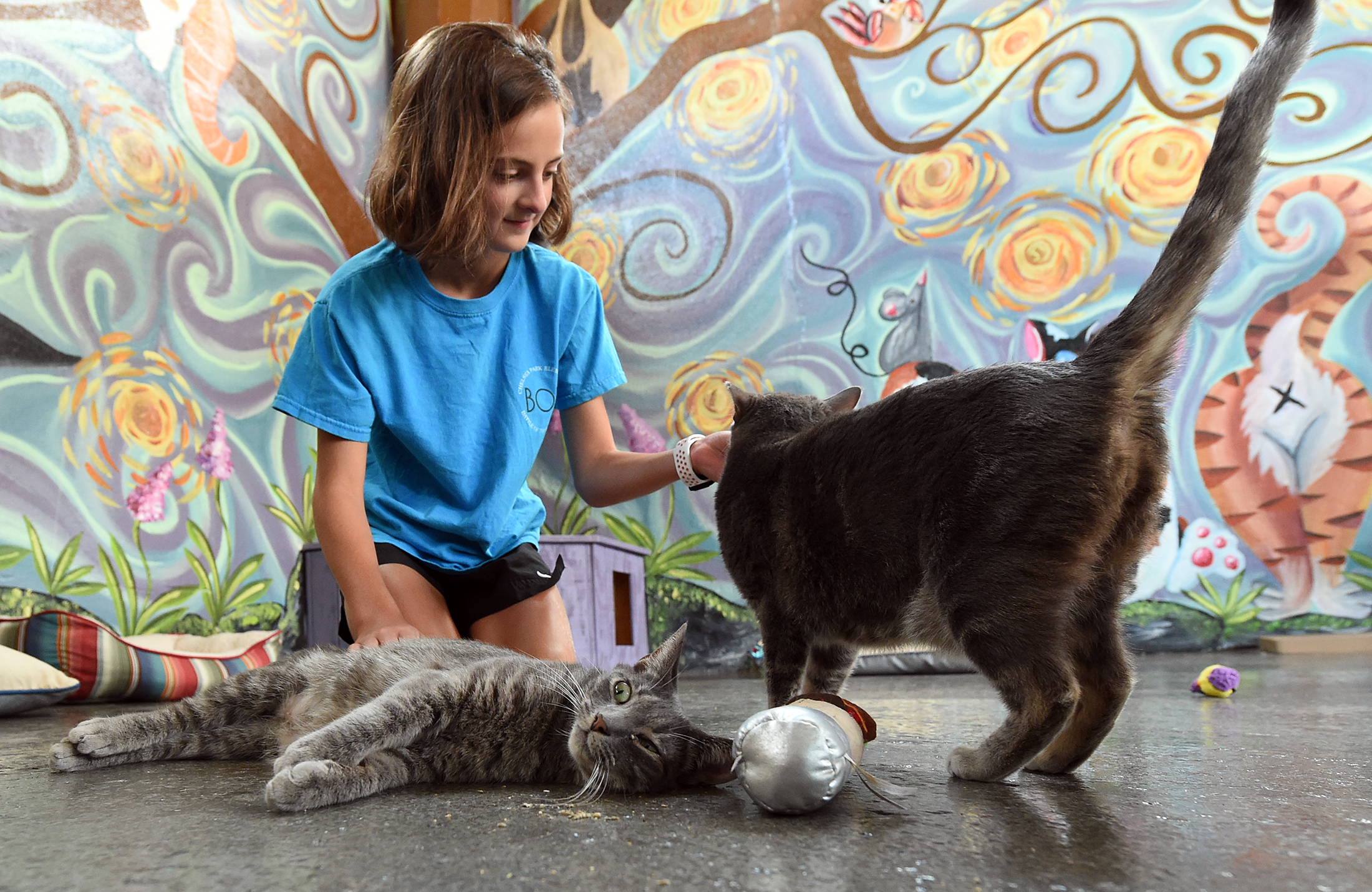 Check out Gatos and Beans, a cat friendly coffee shop in Birmingham ...