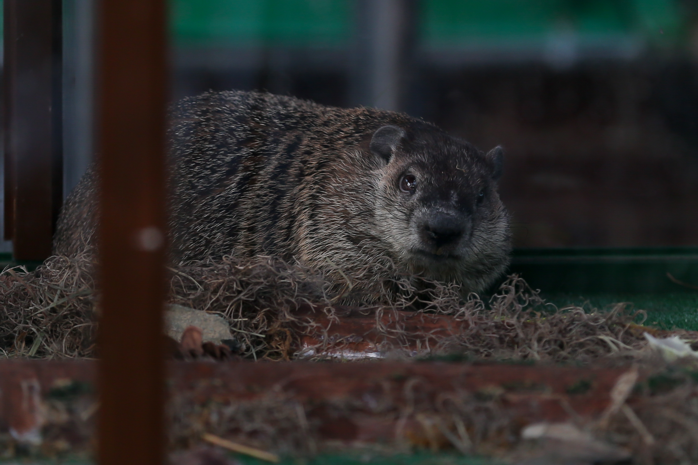 Groundhog day 2020: Staten Island Chuck makes his prediction - silive.com