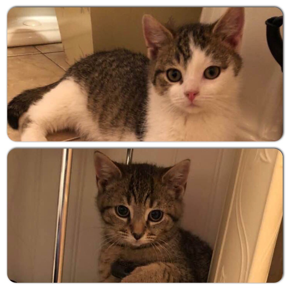 14 super cute rescue pets to adopt this weekend on Staten Island: March ...