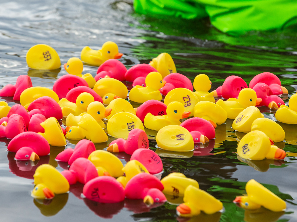 Rubber Duck Race at Kipona 2019 - pennlive.com