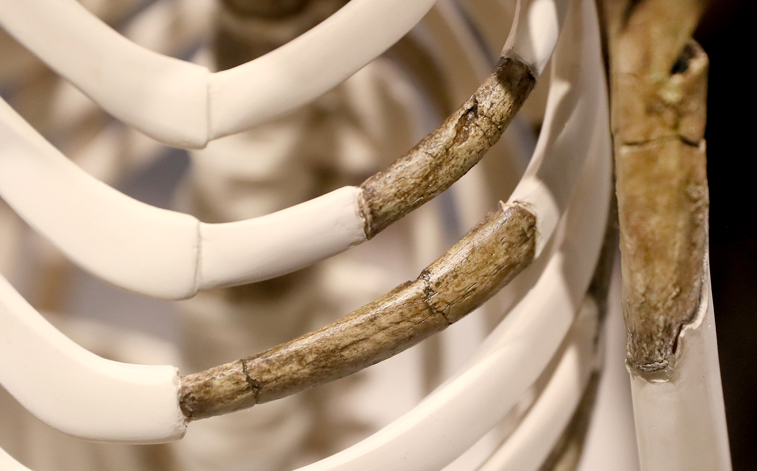 Famous fossil finder Donald Johanson speaks at Cleveland Museum of ...