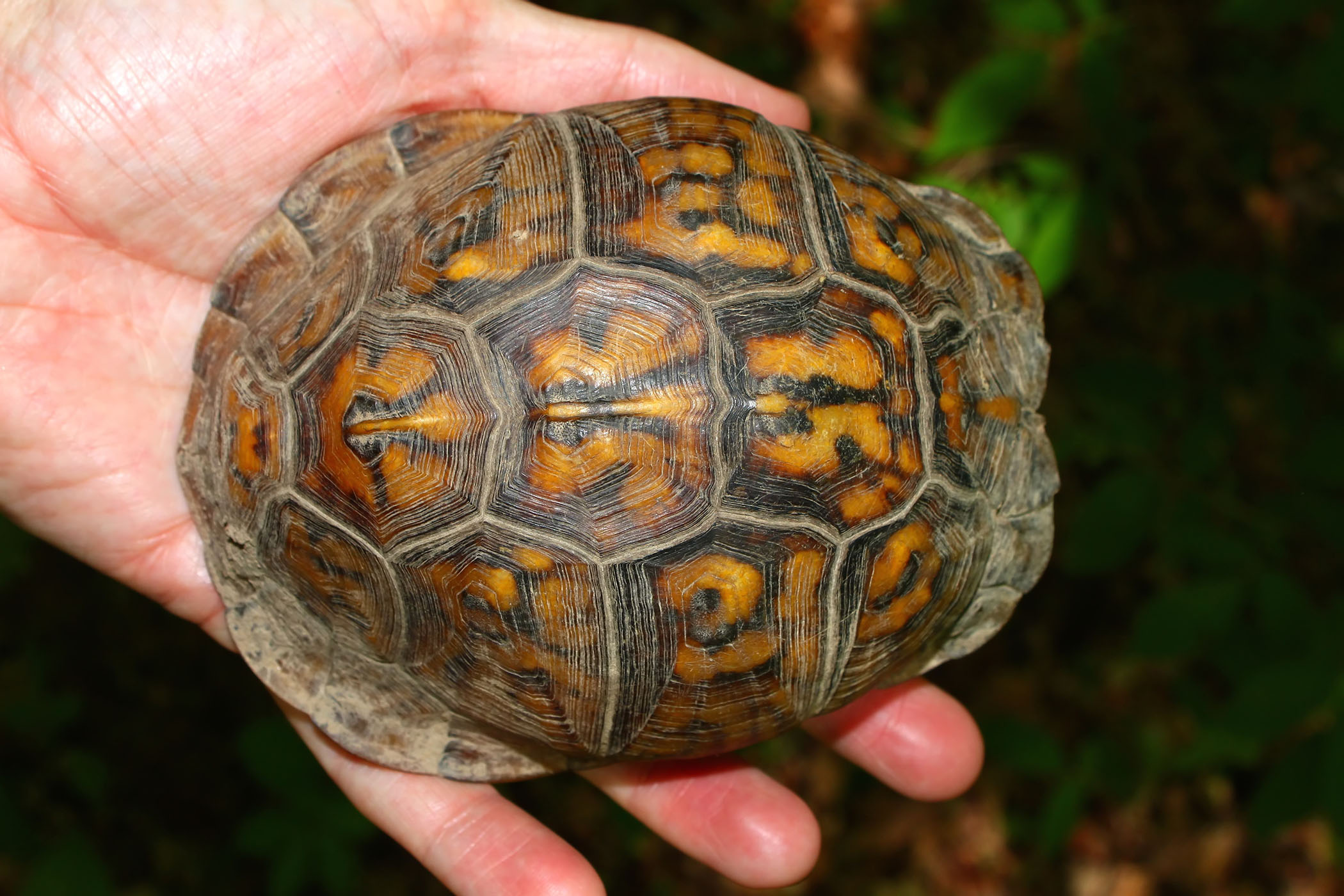 Box Turtle Shell Pattern