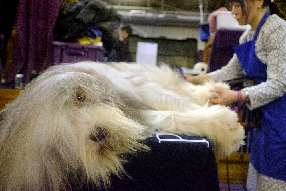 The first day of the 2019 Westminster dog show - nj.com