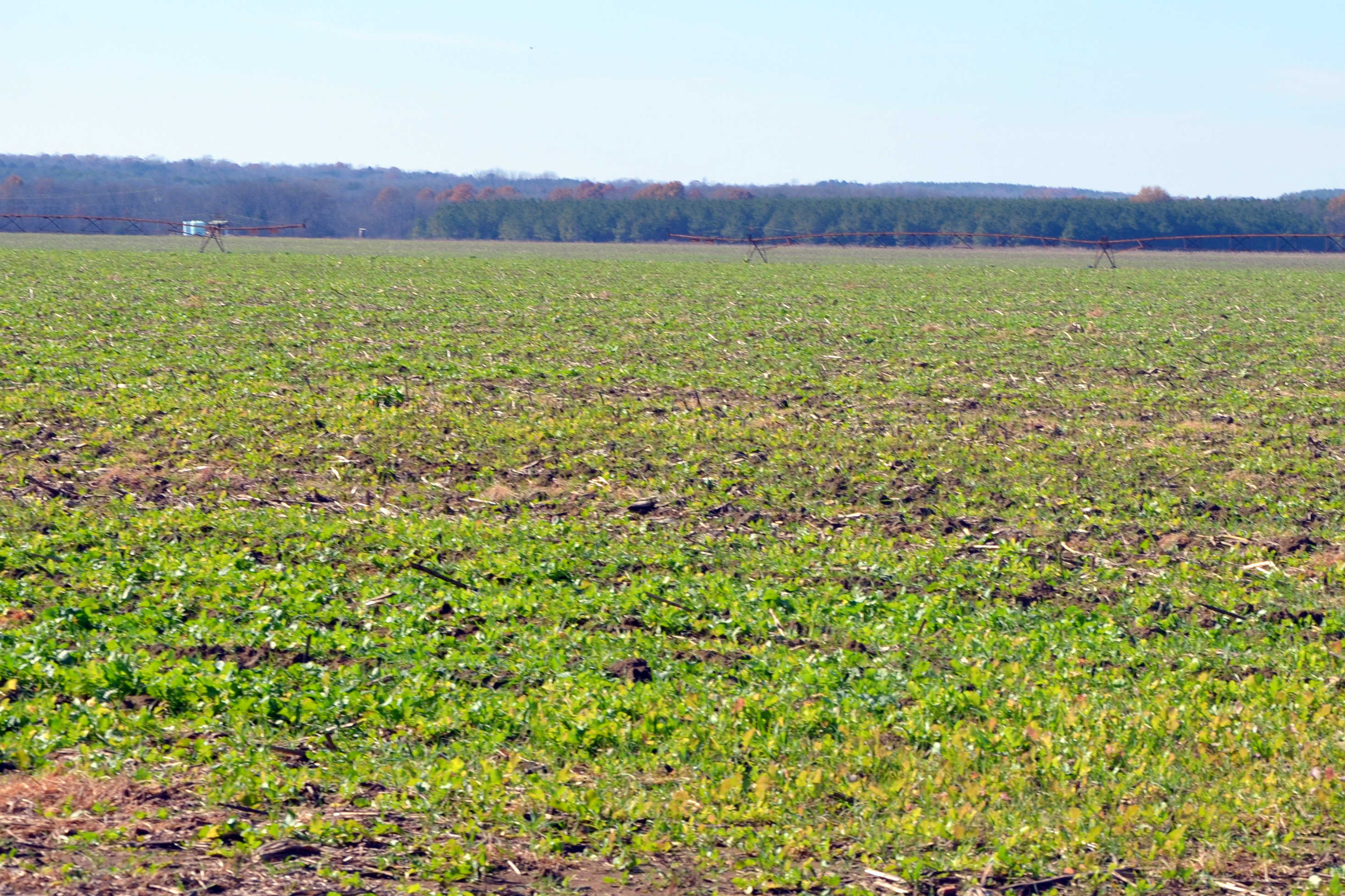 Alabama farmer looks to cash in on carbon sequestration - al.com