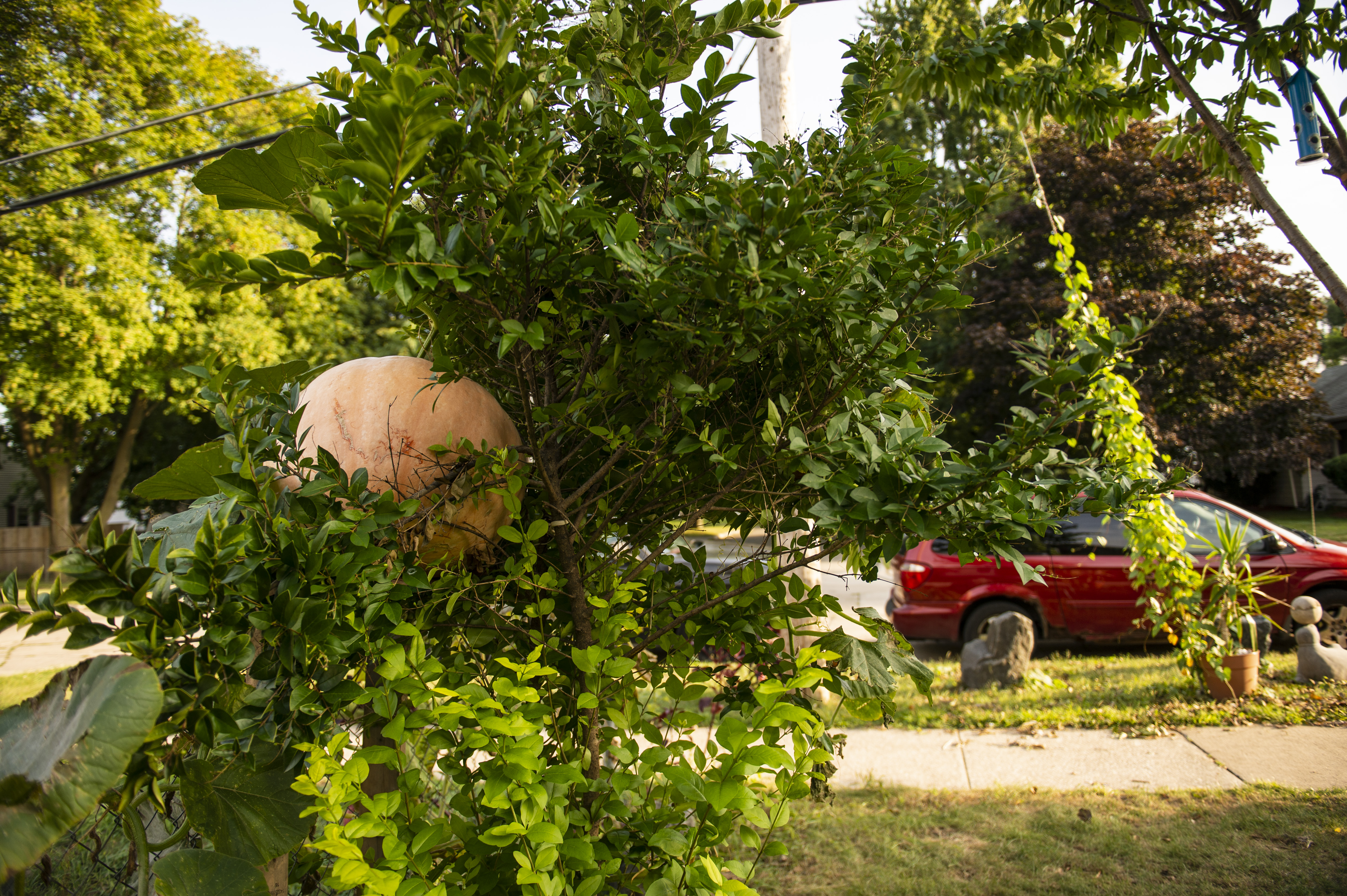 Child's giant pumpkin grows in late grandmother's tree - mlive.com