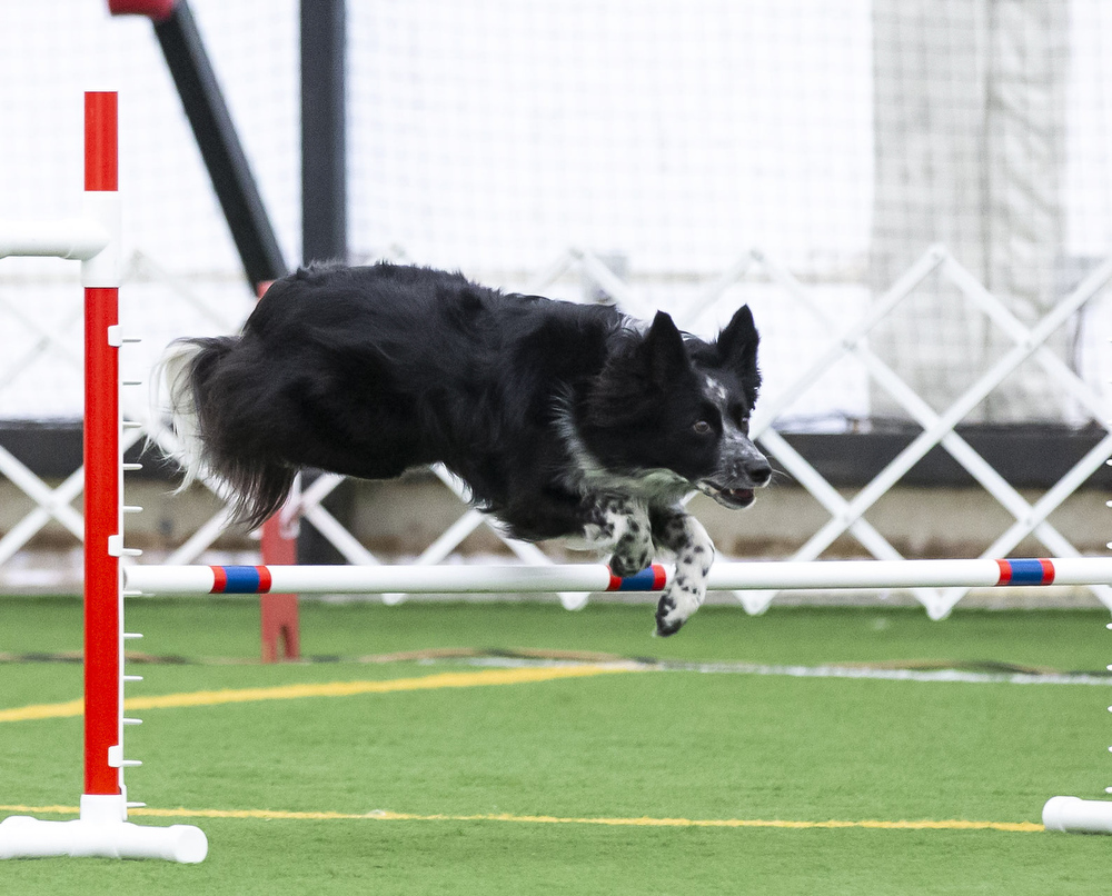 The 2019 USDAA Mid-Atlantic Dog Agility Showcase - pennlive.com