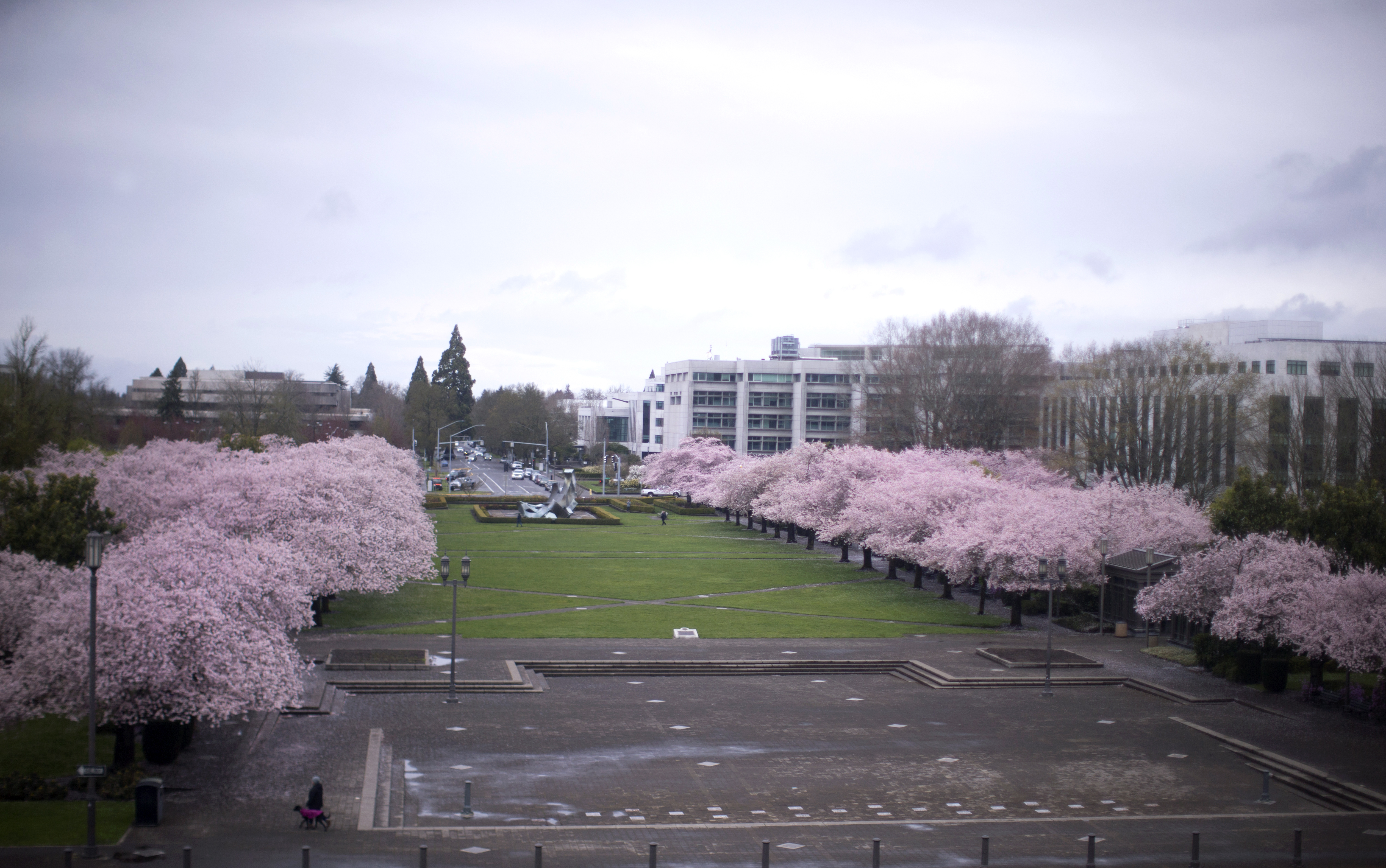 Cherry trees at the Oregon State Capitol - oregonlive.com