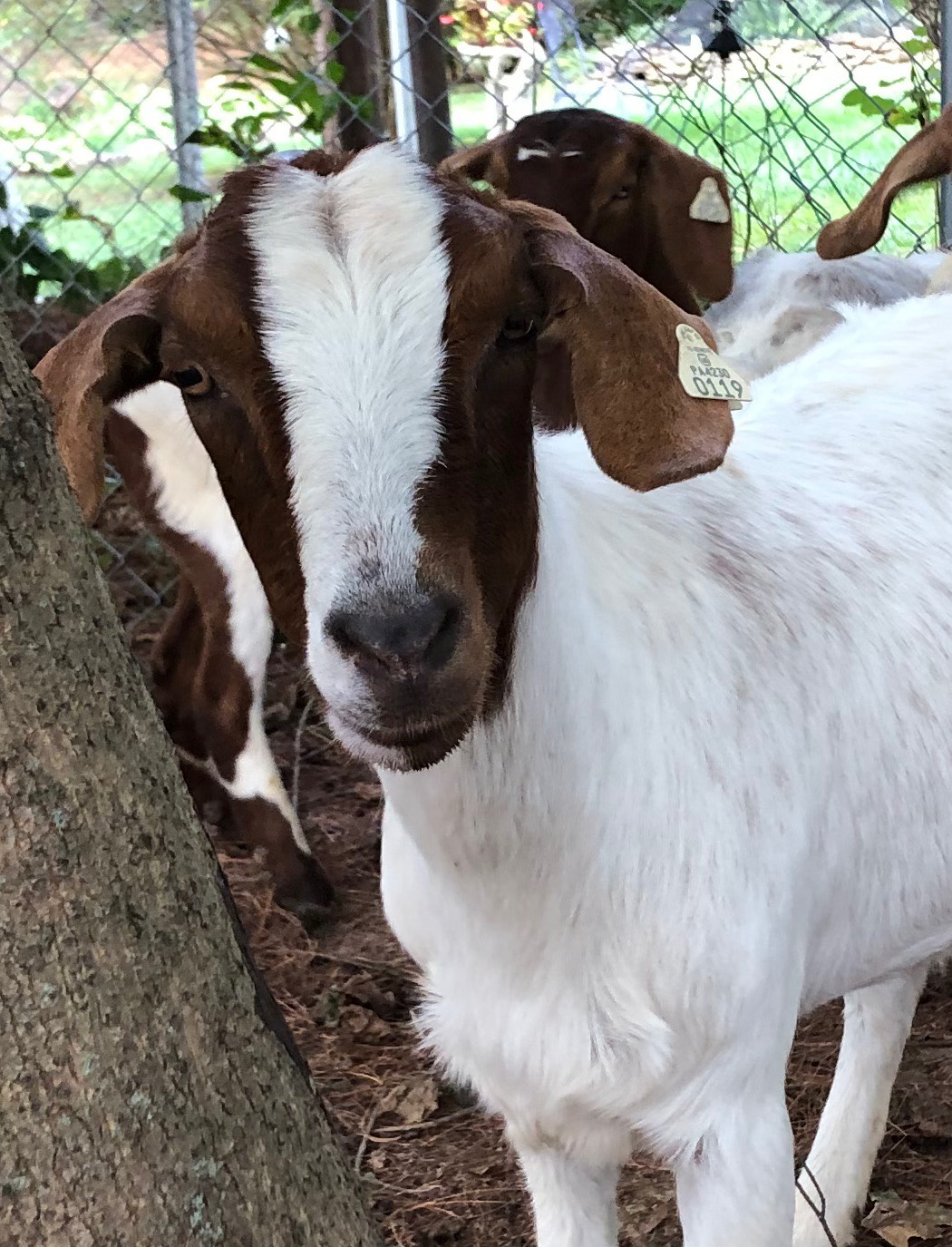 Homeless goats at Animal Rescue - pennlive.com