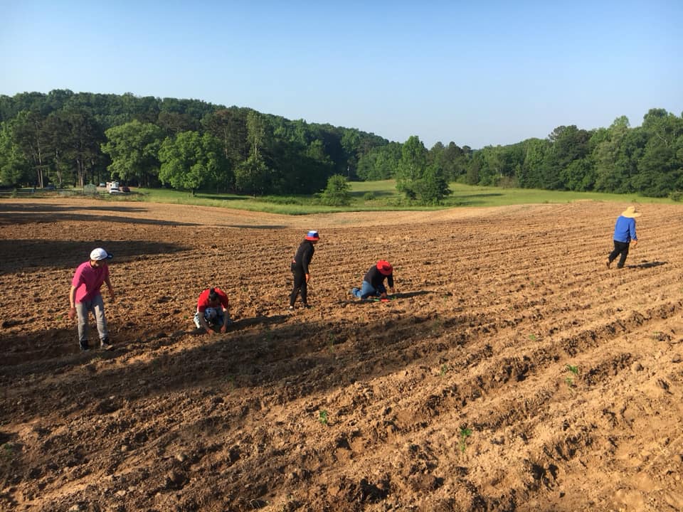 Alabama plants first hemp crop - al.com
